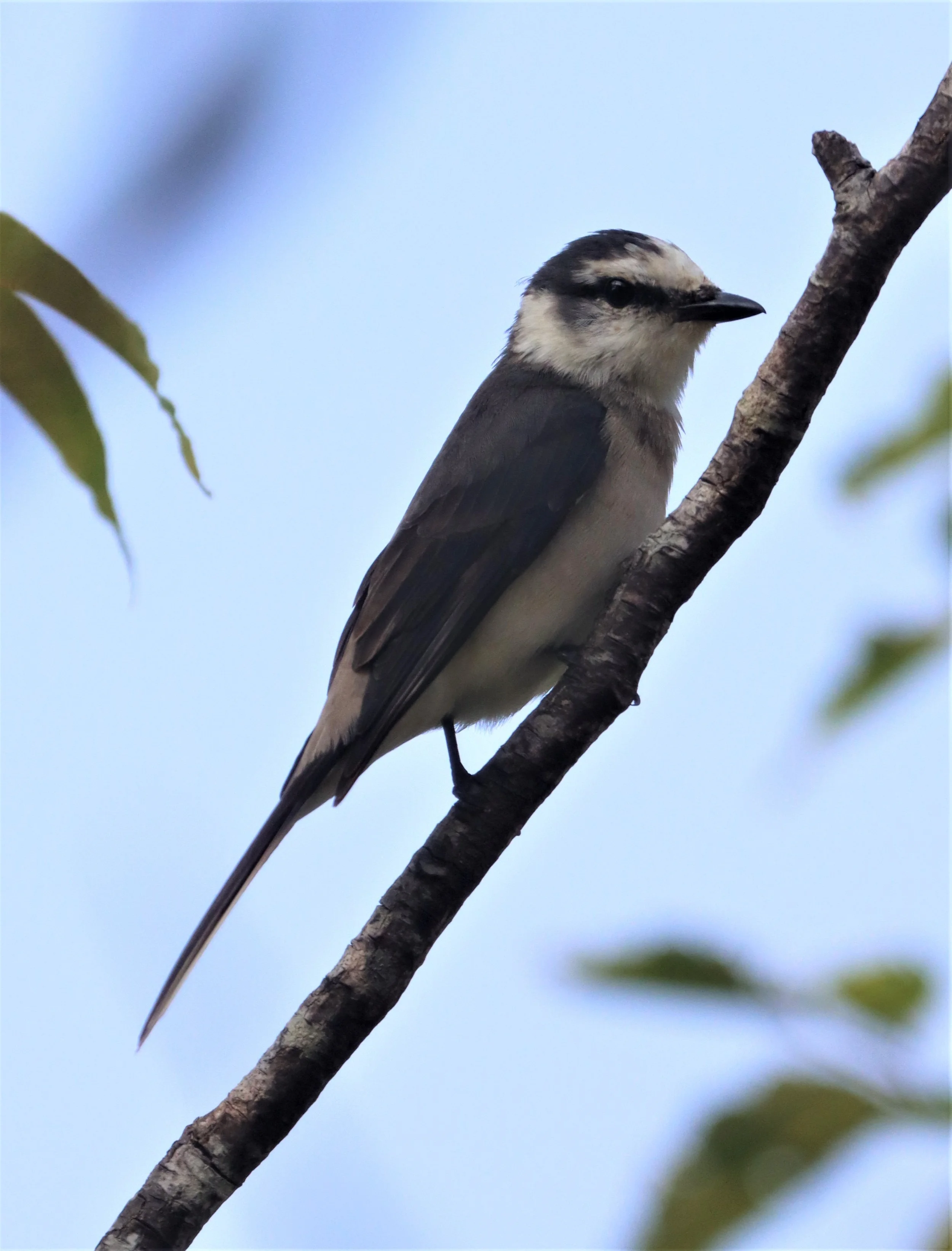 Swinhoe's (Brown-rumped) Minivet (Pericrocotus cantonensis) Krung Ching ...