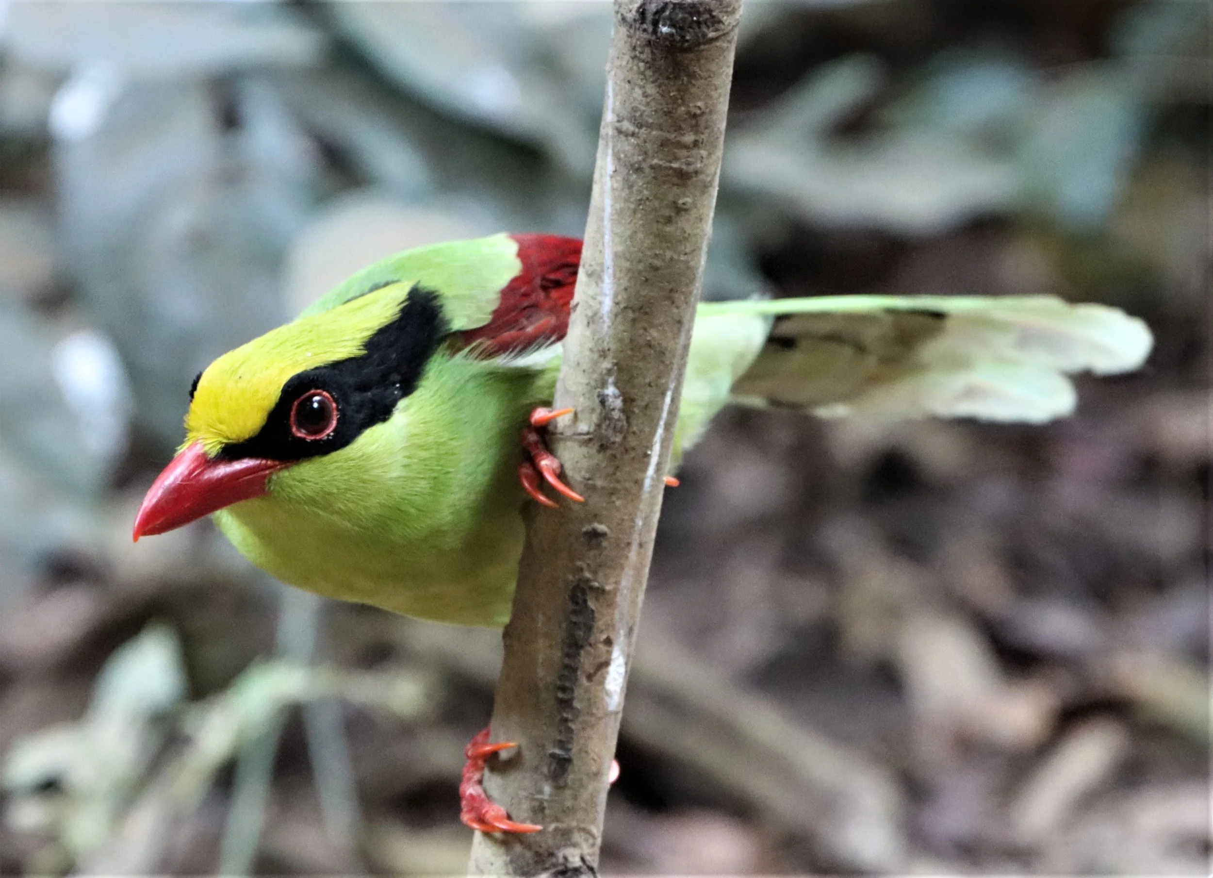 Common Green Magpie (Cissa chinensis) Thailand — Coke Smith Wildlife