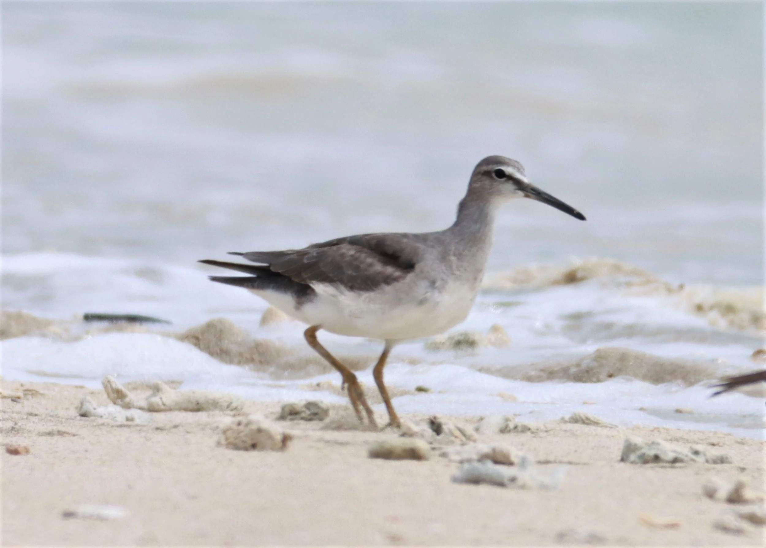 Grey-tailed tattler (Tringa (Heteroscelus) brevipes) Thailand — Coke ...