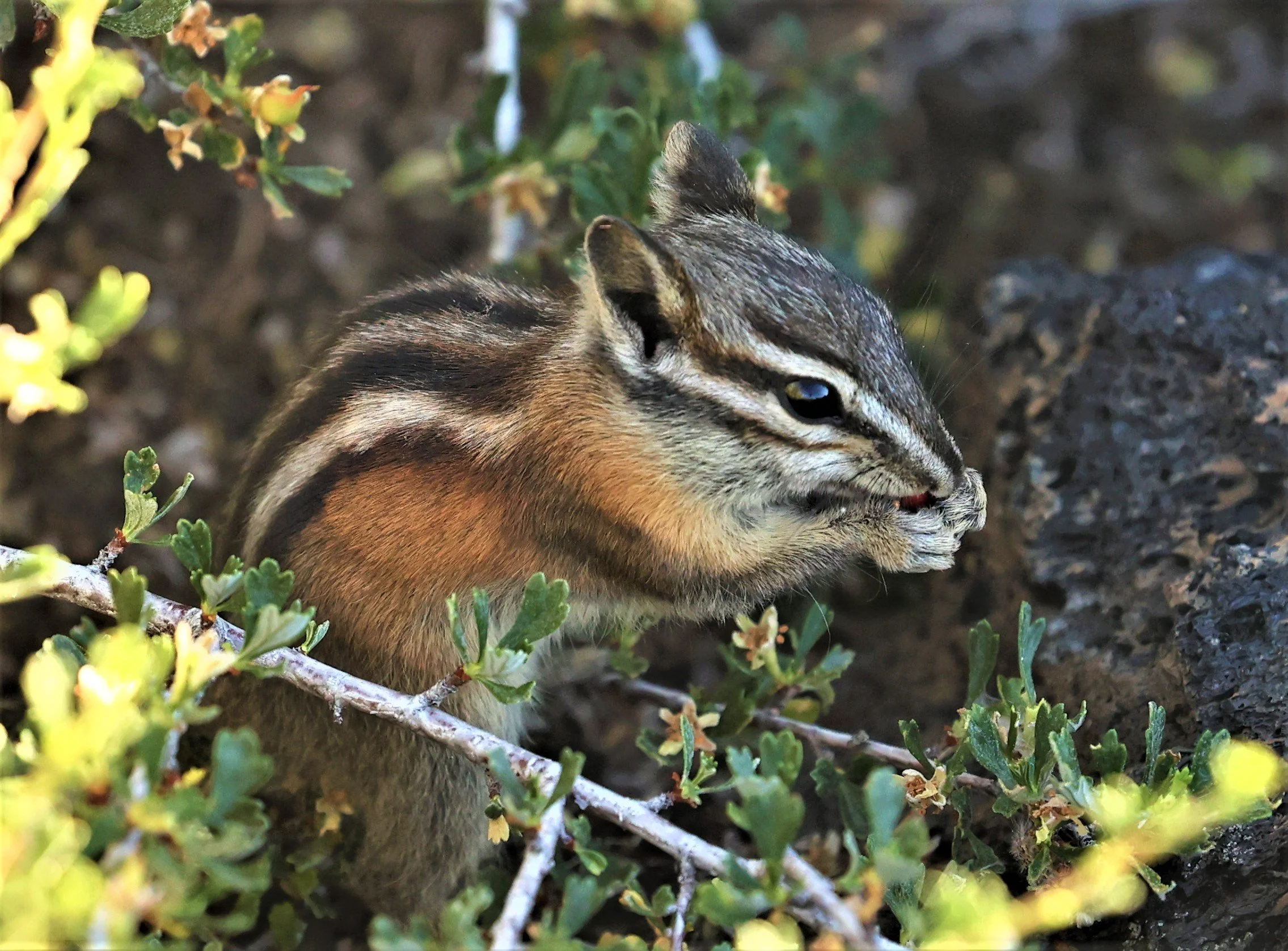Genus Neotamias Western Chipmunks — Coke Smith Wildlife