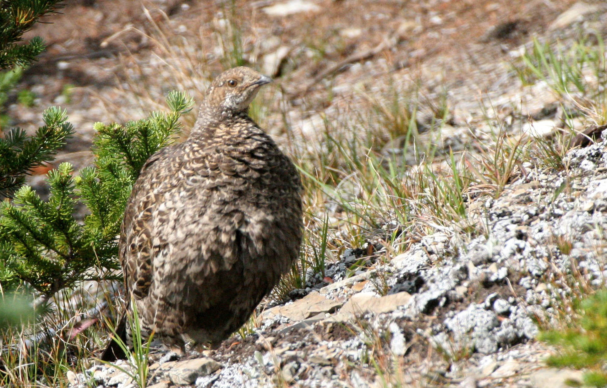 Sooty (Blue) Grouse (Dendragapus fuliginosus) — Coke Smith Wildlife