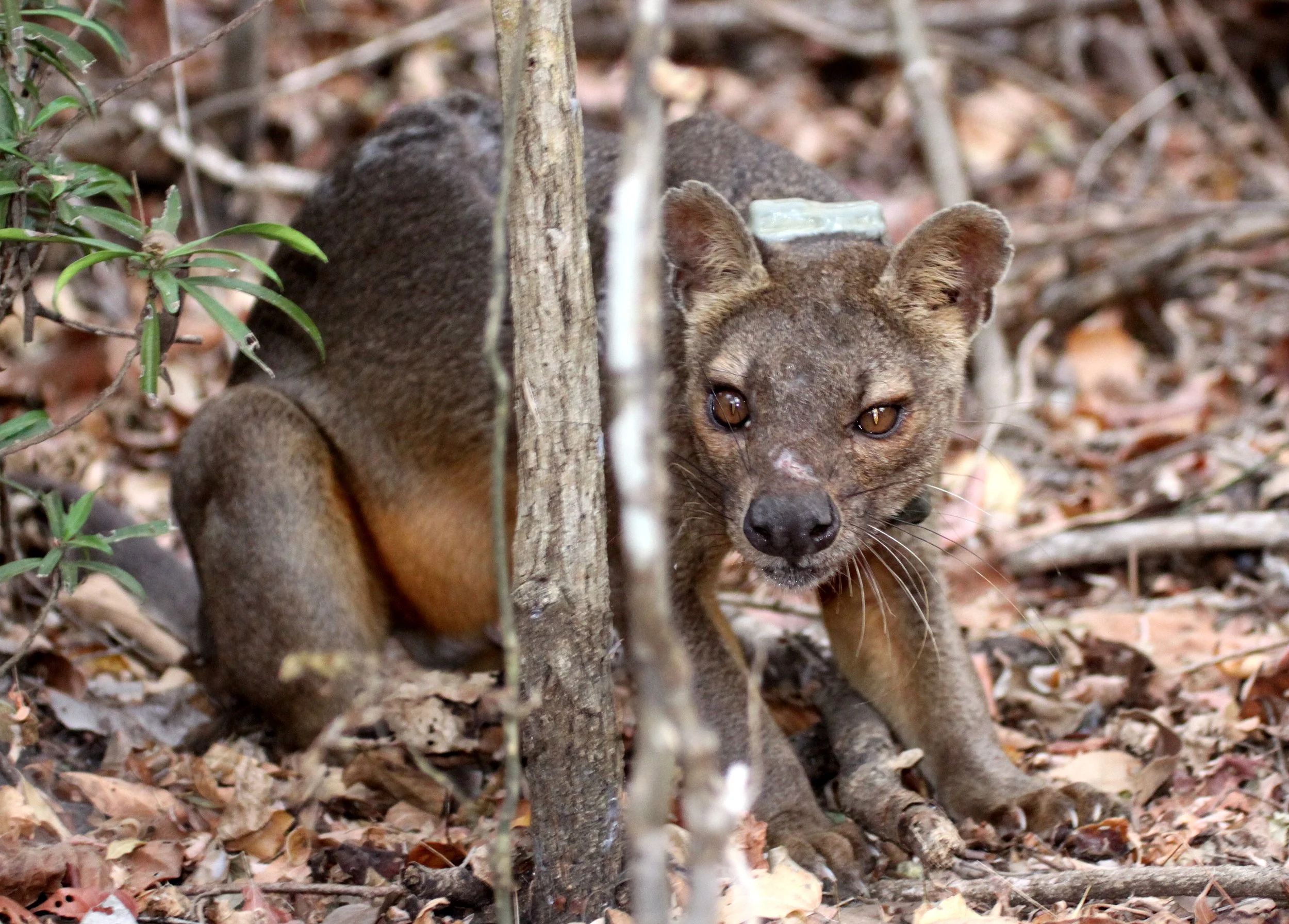Family Eupleridae - Madagascar Mongooses — Coke Smith Wildlife