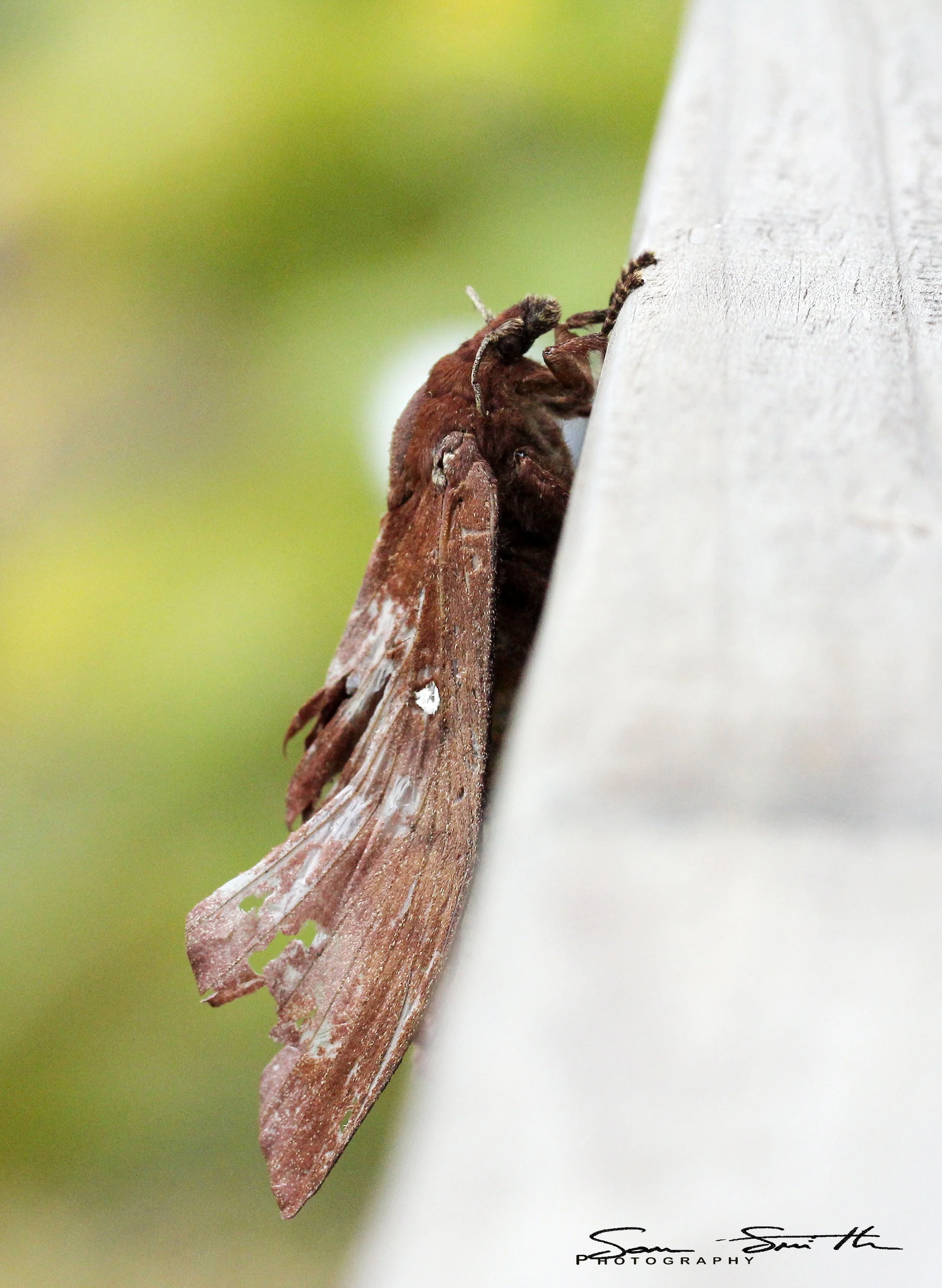 Family Lasiocampidae - Lappet Moths — Coke Smith Wildlife