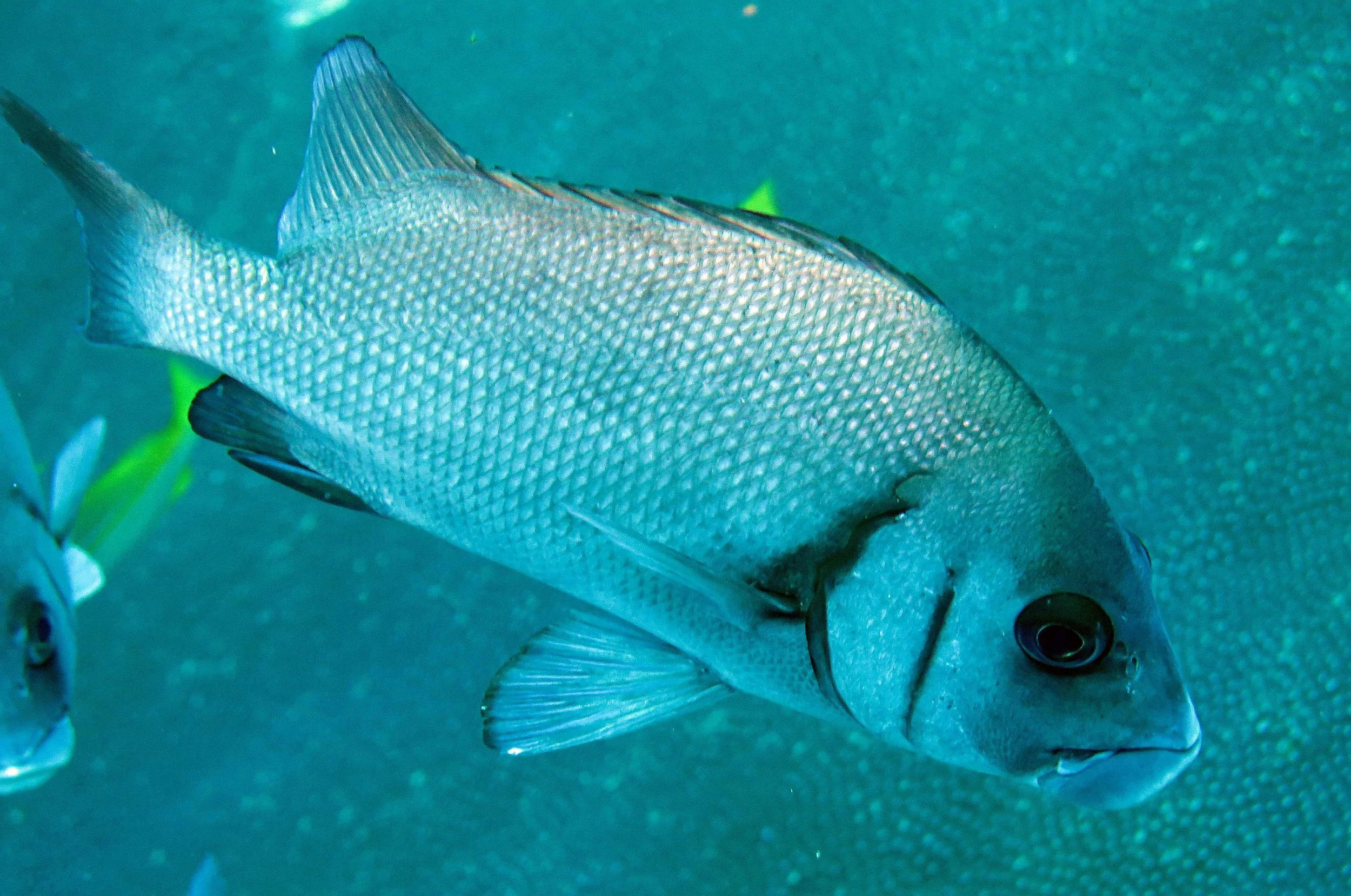Family Haemulidae - Sweetlips — Coke Smith Wildlife
