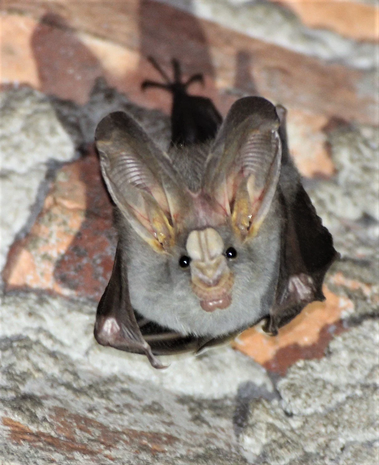 Genus Megaderma - False Vampire Bat — Coke Smith Wildlife
