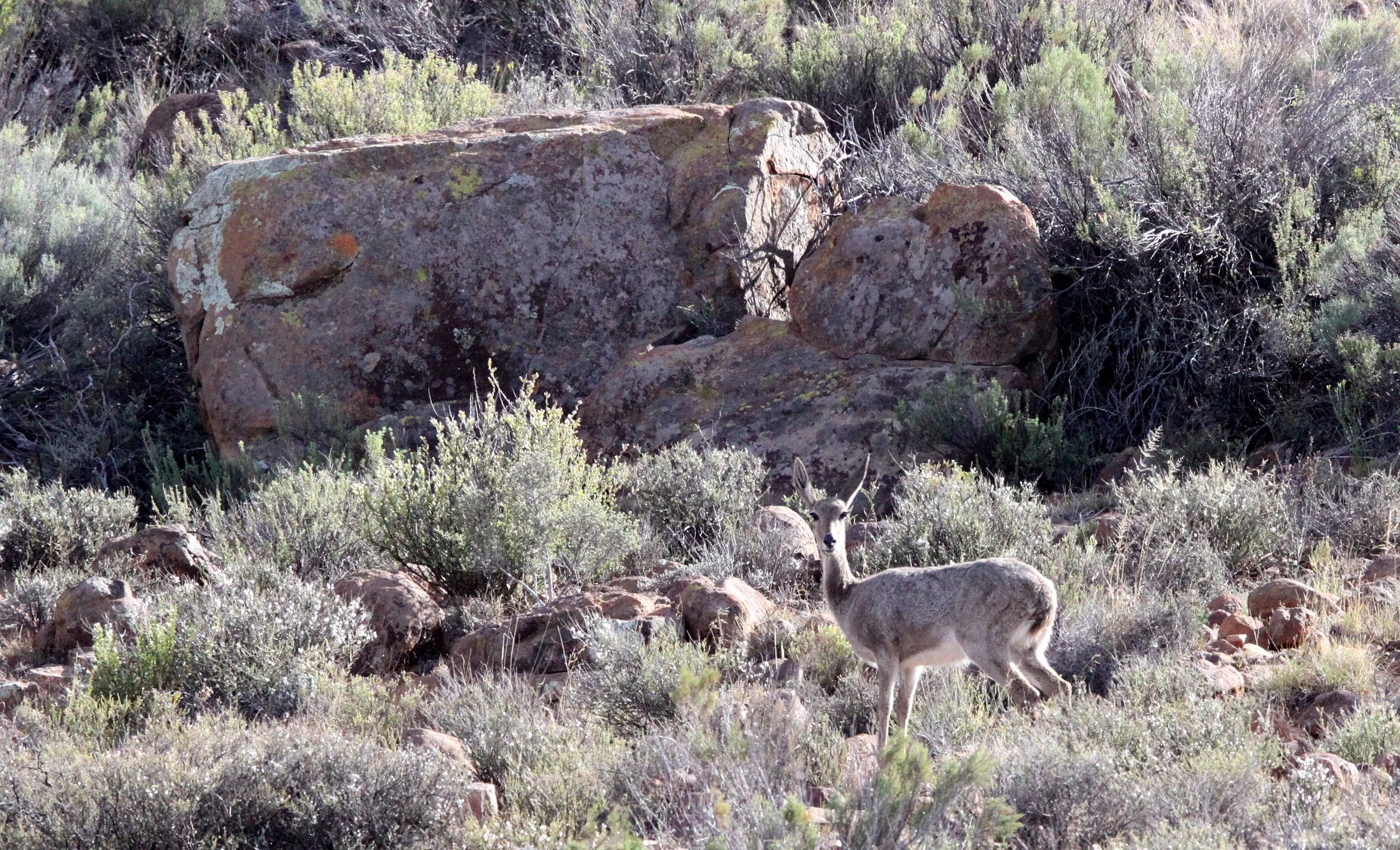 Pelea capreolus Grey Rhebok — Coke Smith Wildlife
