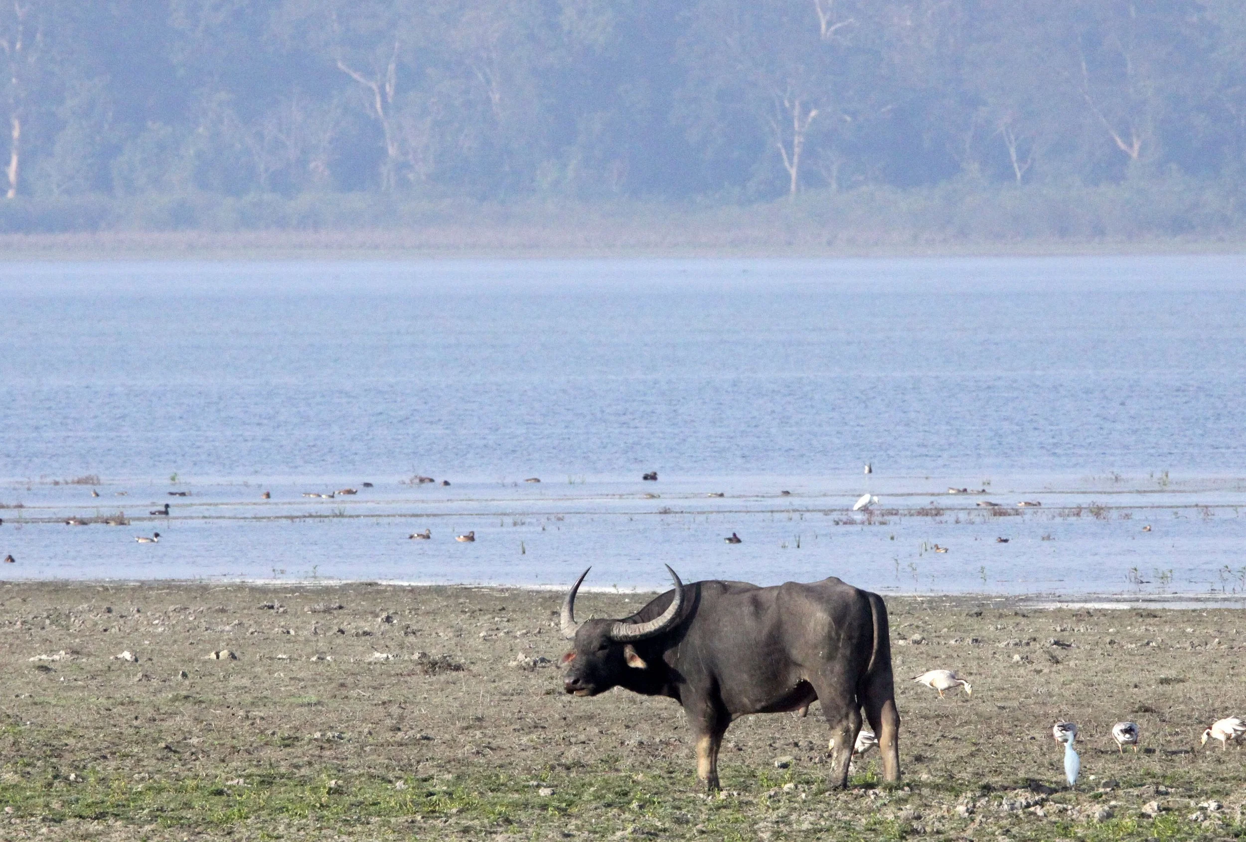 Genus Bubalus Water Buffalo — Coke Smith Wildlife