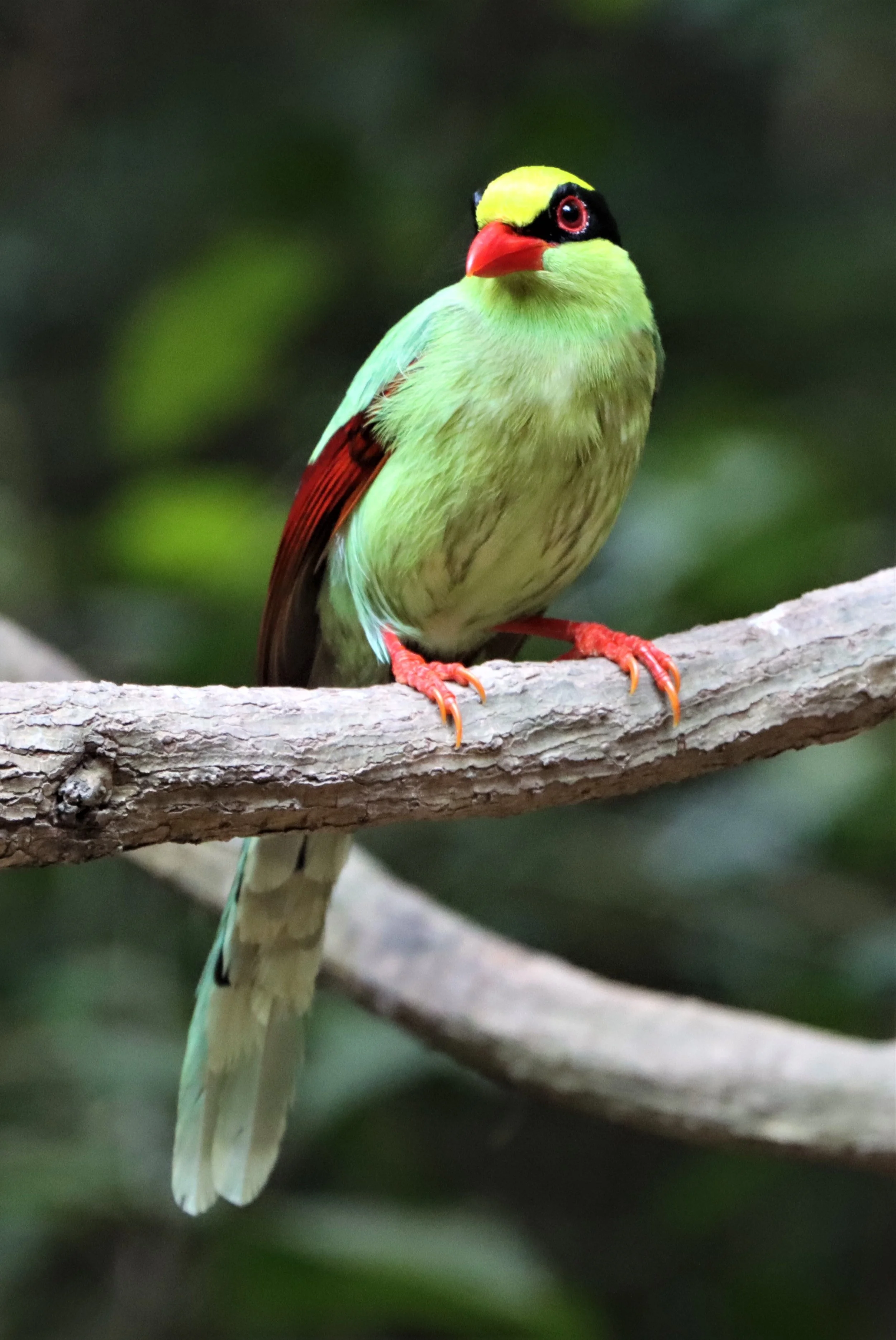 Common Green Magpie (Cissa chinensis) Thailand — Coke Smith Wildlife