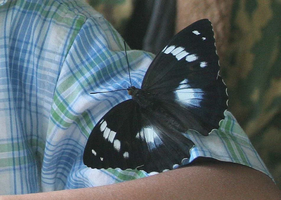 Family Nymphalidae - Brush-footed Butterflies — Coke Smith Wildlife