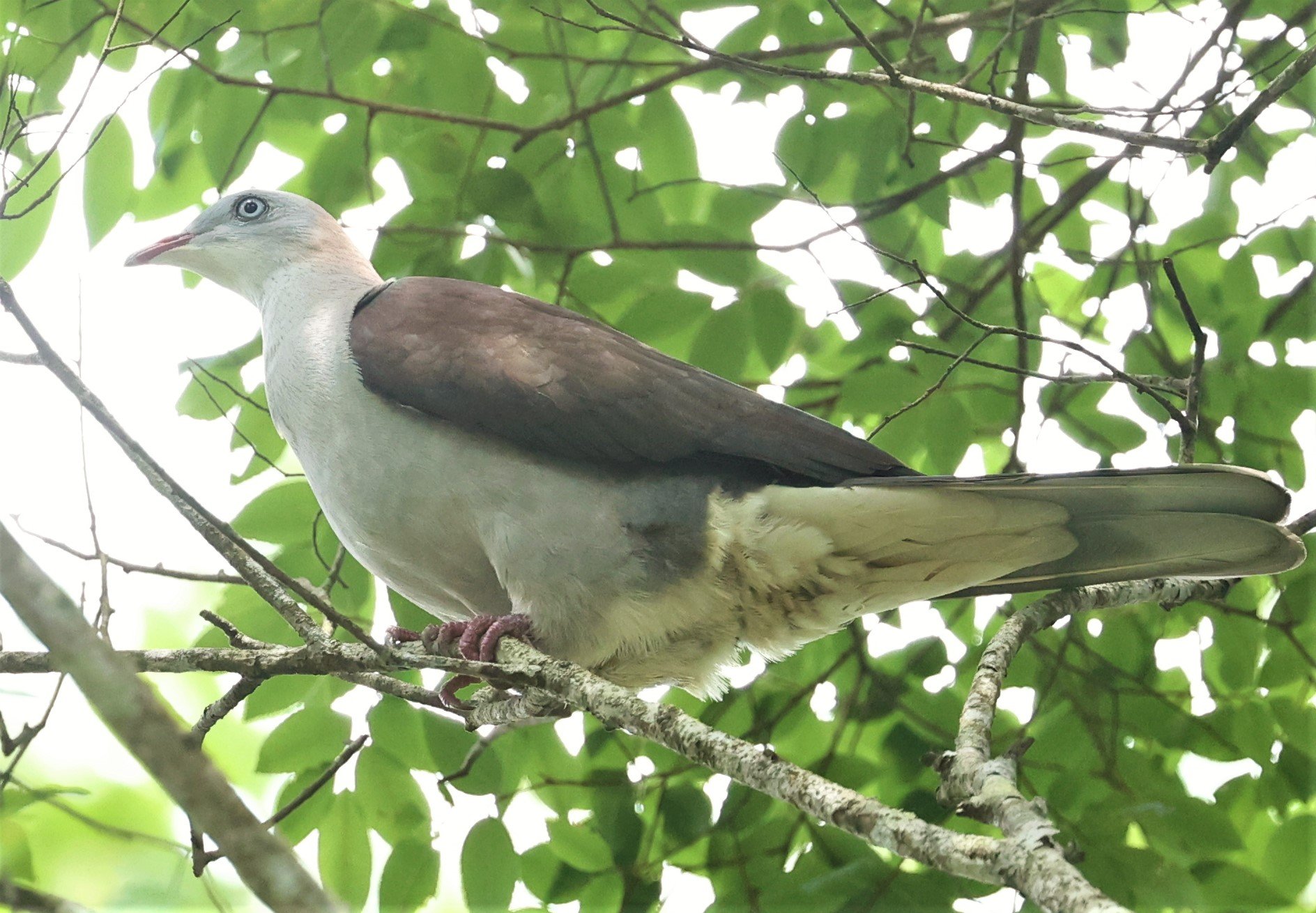 Genus Ducula Imperial Pigeons — Coke Smith Wildlife