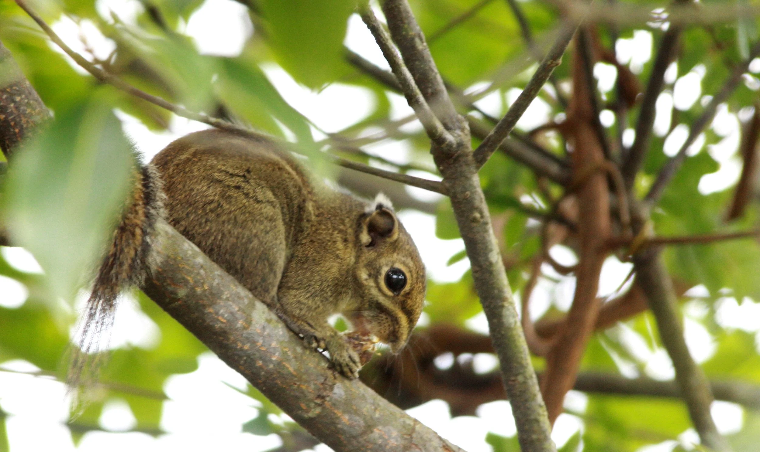 Genus Tamiops Asiatic Striped Squirrels — Coke Smith Wildlife