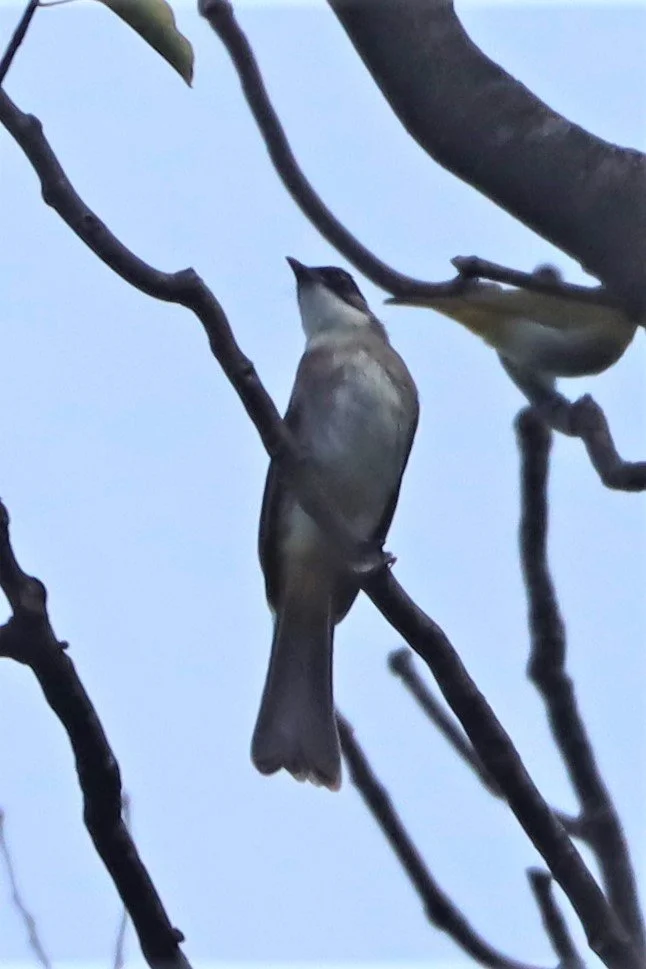 Brown-breasted Bulbul (Pycnonotus xanthorrhous) — Coke Smith Wildlife