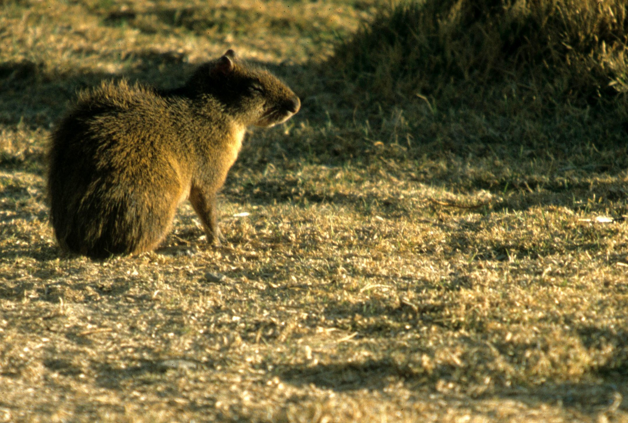 Brown Agouti (Dasyprocta variegata) — Coke Smith Wildlife