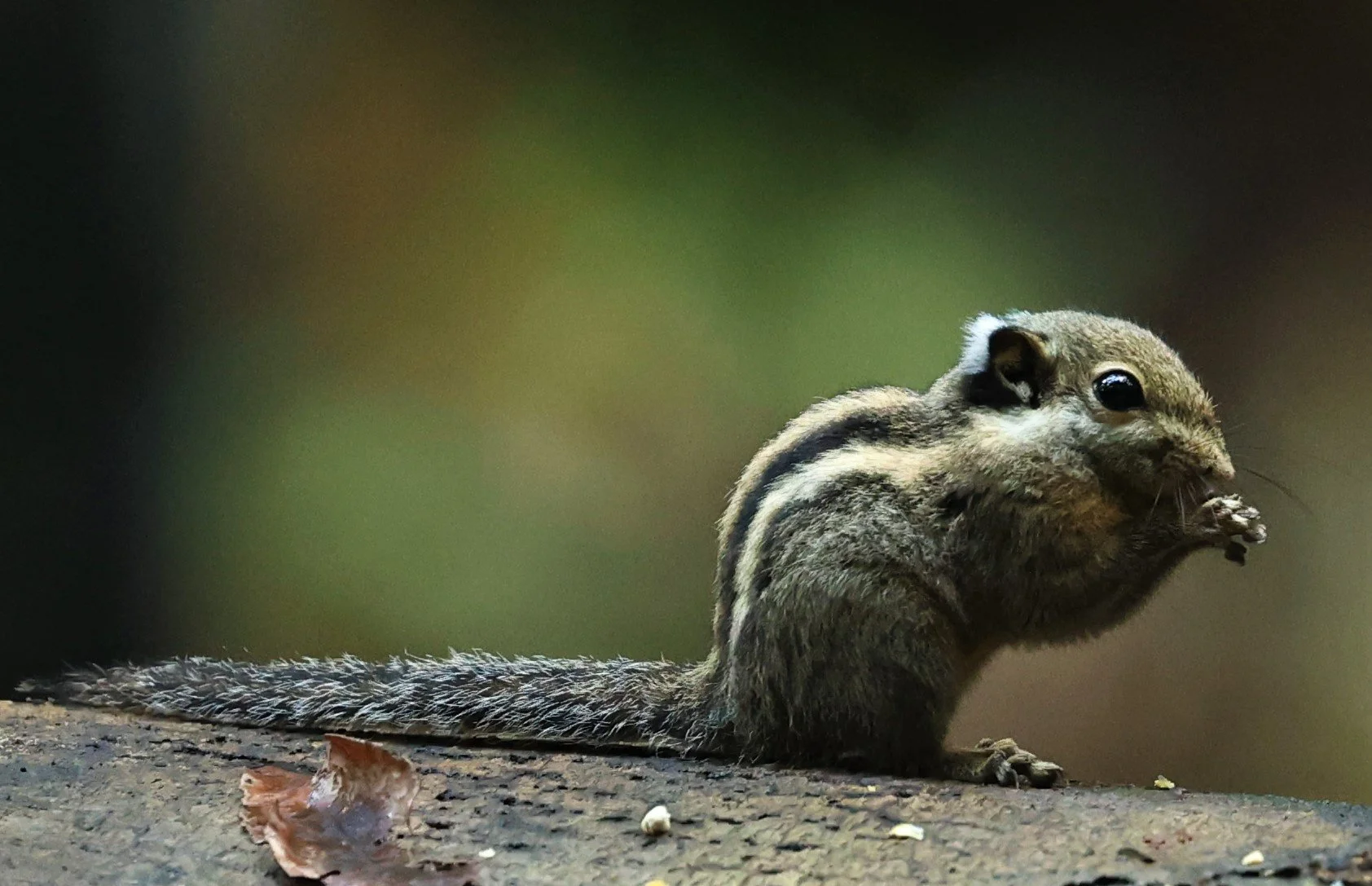 Genus Tamiops Asiatic Striped Squirrels — Coke Smith Wildlife