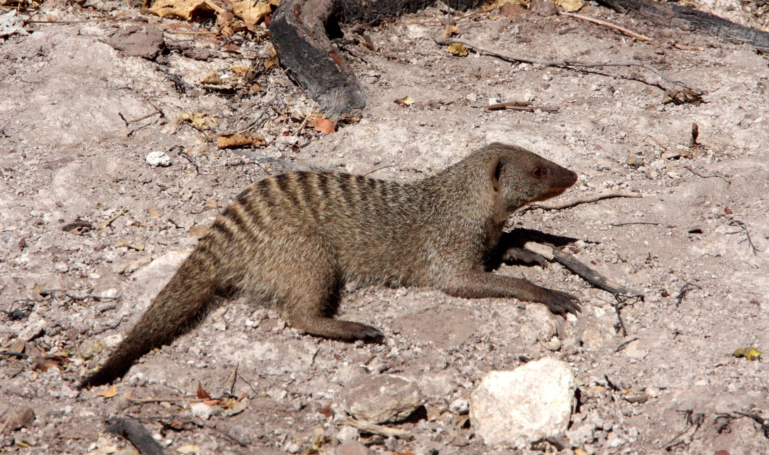 Mungos mungo - Banded Mongoose — Coke Smith Wildlife