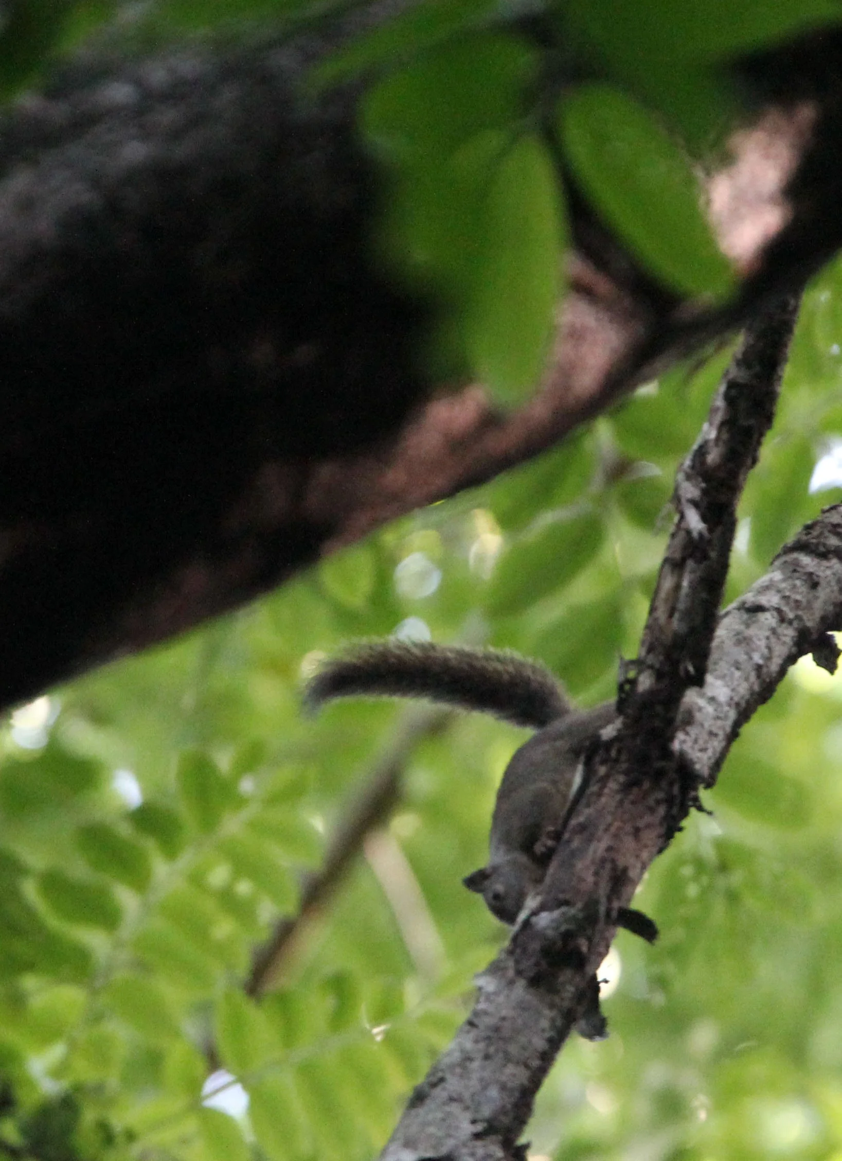 Genus Prosciurillus - Dwarf Squirrels — Coke Smith Wildlife