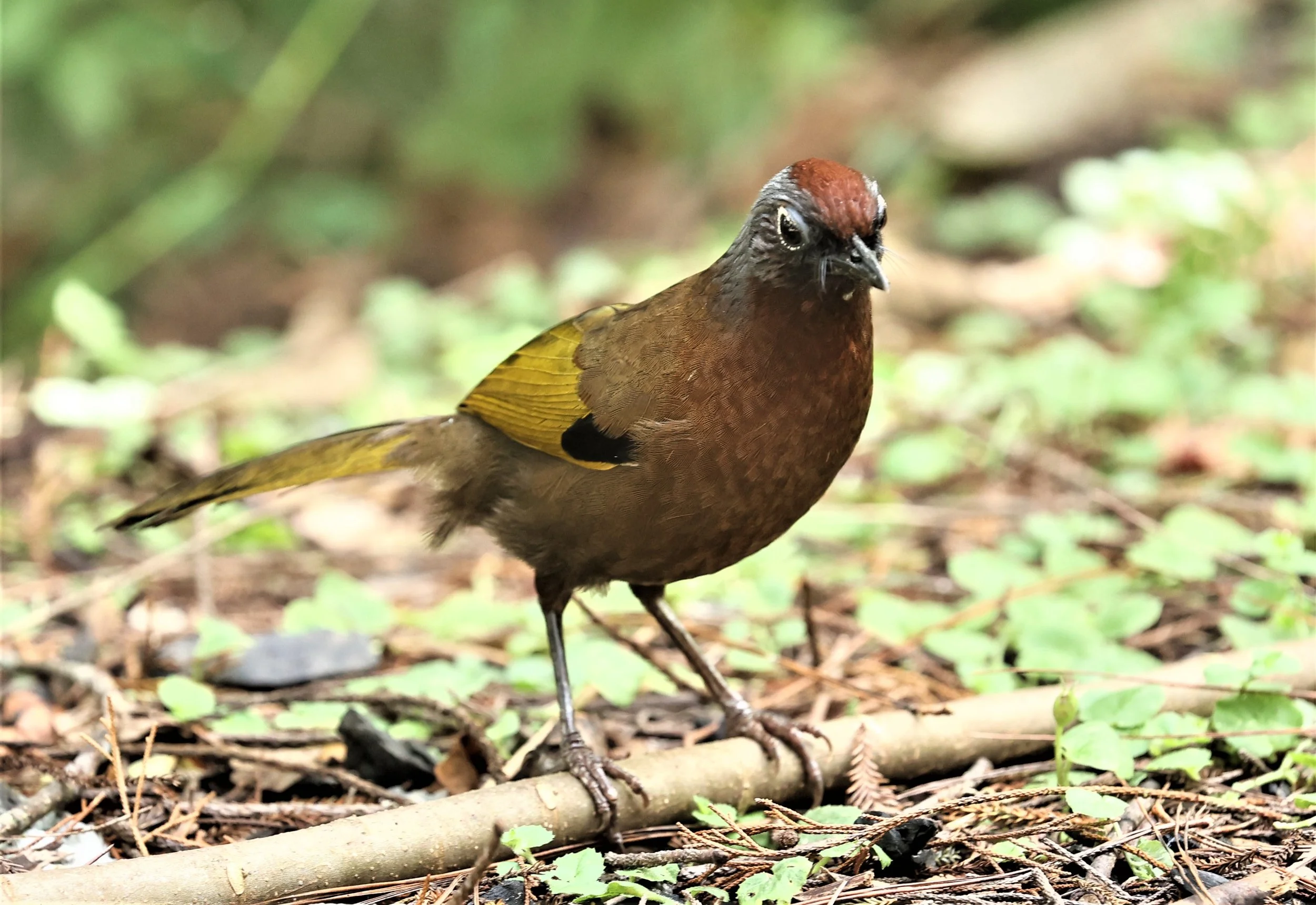 Malayan Laughingthrush (Trochalopteron peninsulae) Malaysia — Coke ...