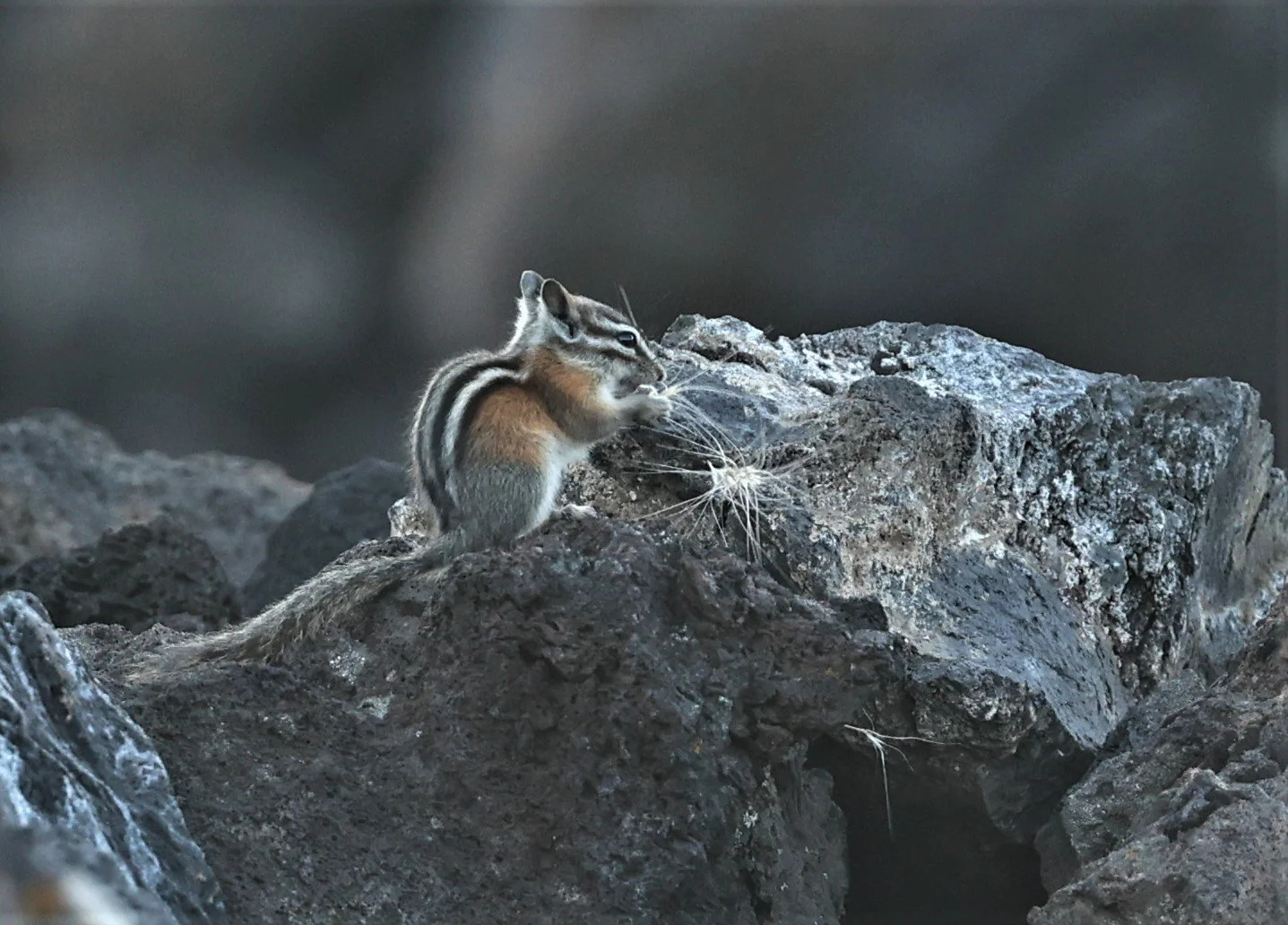 Genus Neotamias Western Chipmunks — Coke Smith Wildlife