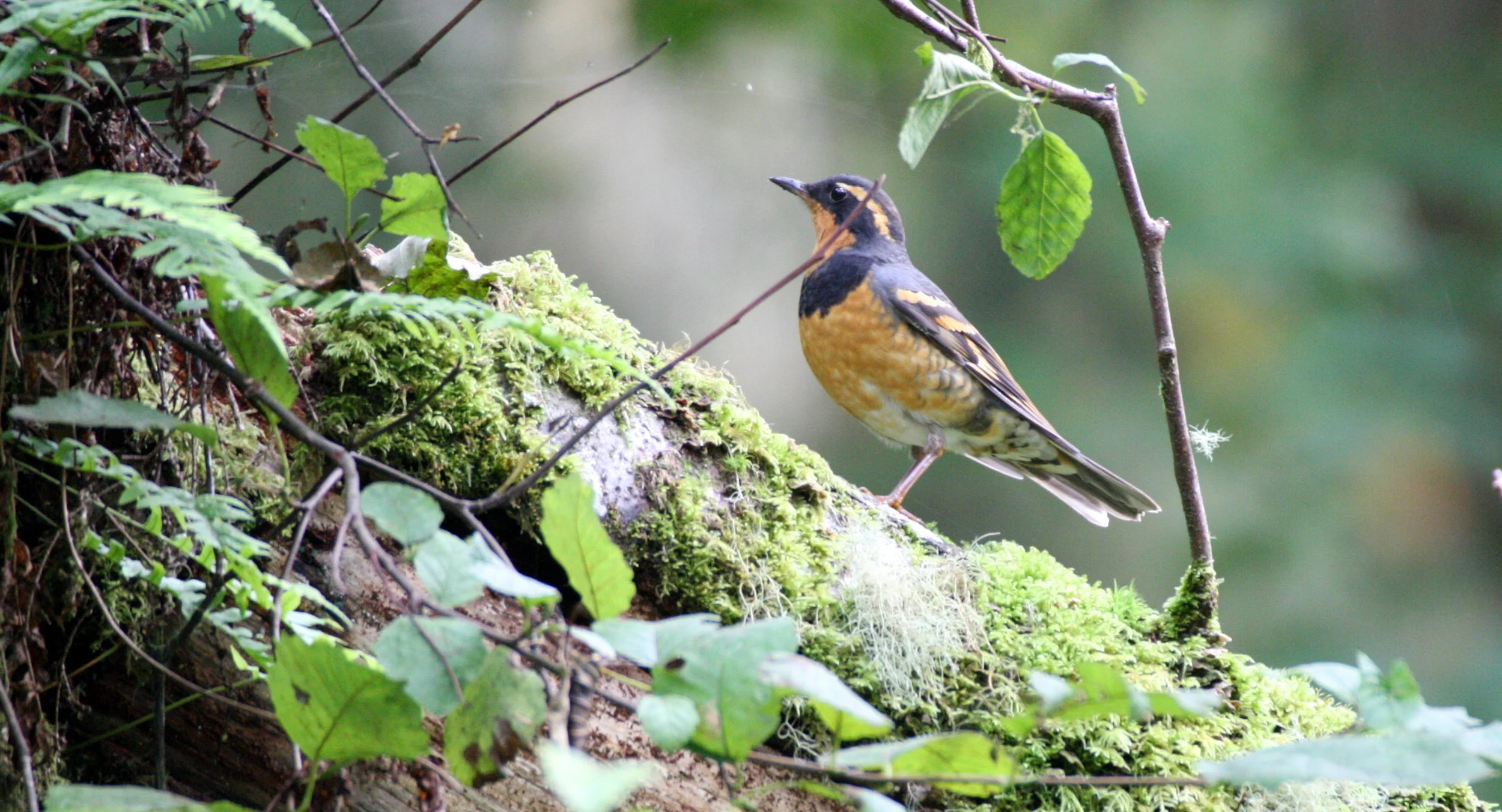 Varied Thrush (Ixoreus naevius) Pillar Point Strait of Juan de Fuca ...
