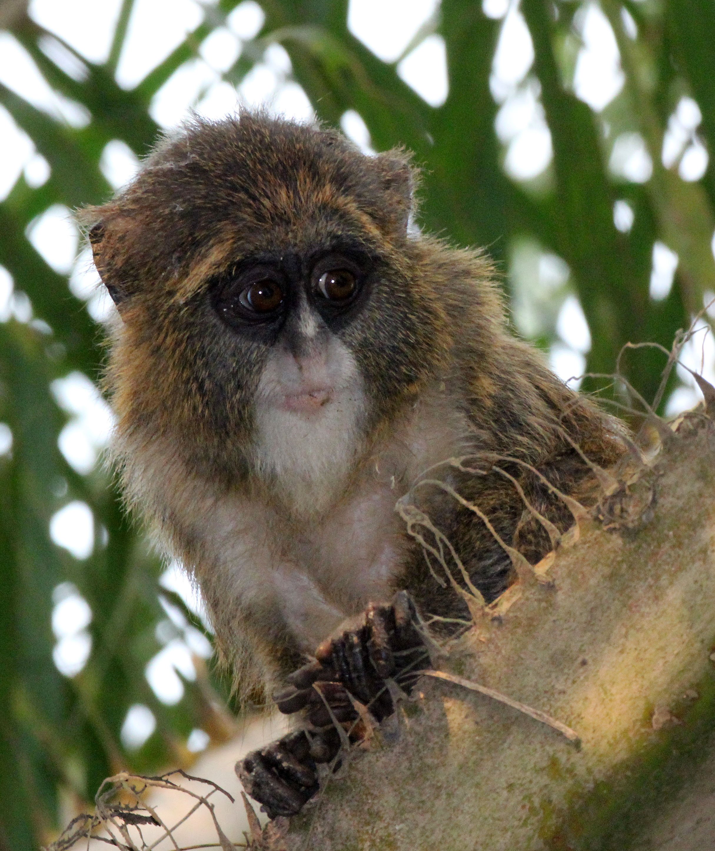 Cercopithecus neglectus De Brazza's Monkey — Coke Smith Wildlife