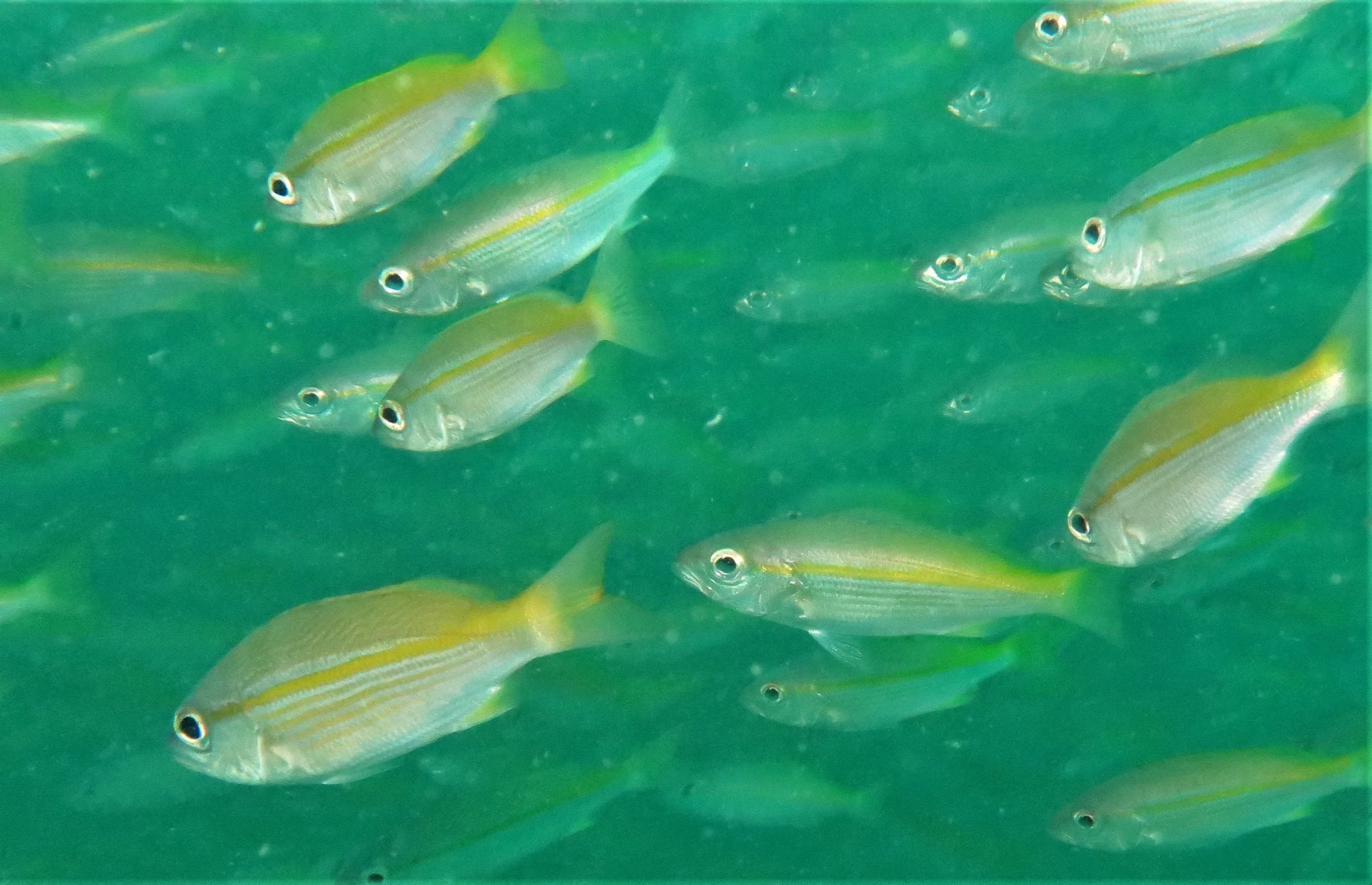 Family Caesionidae - Fusiliers — Coke Smith Wildlife