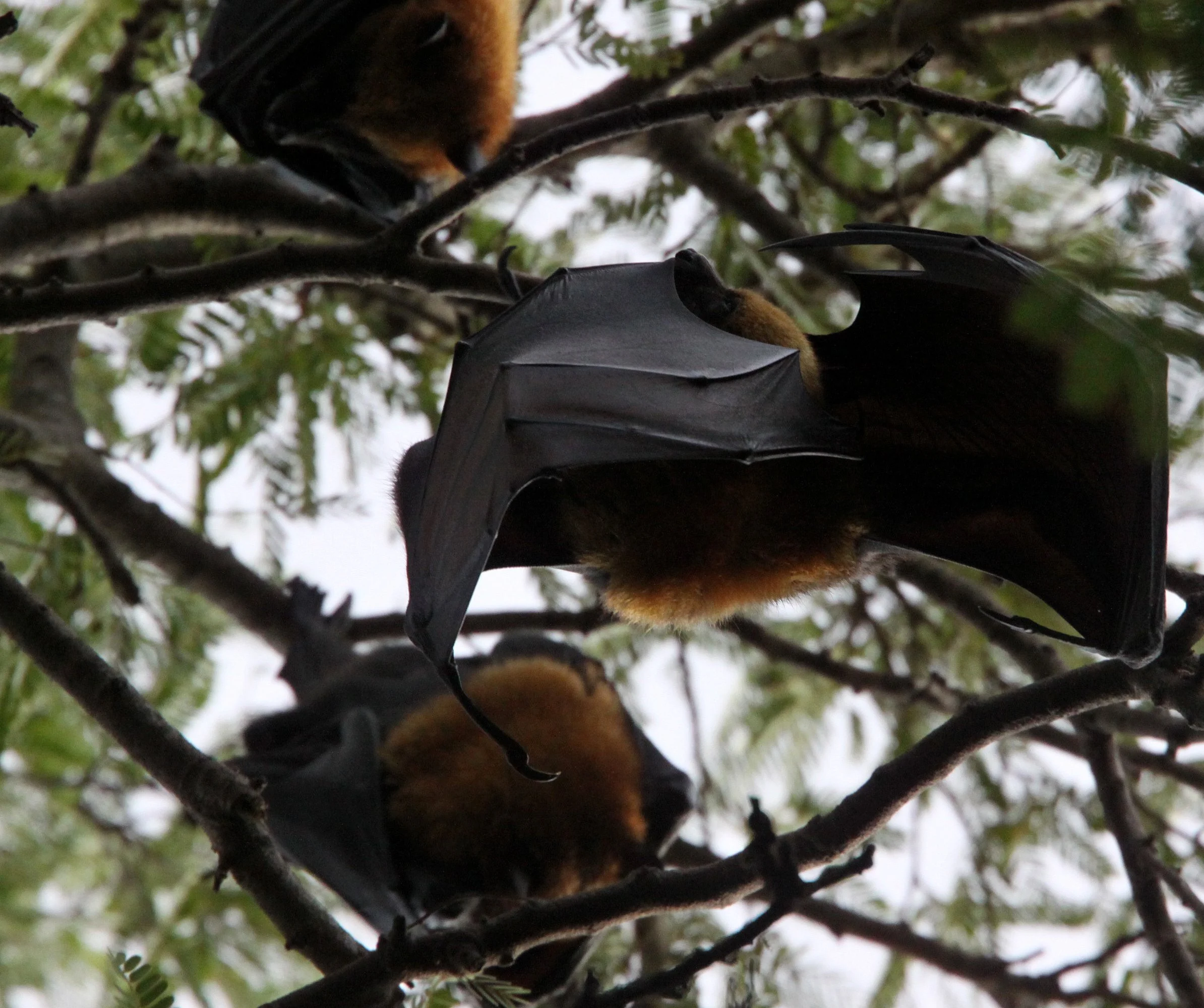 Pteropus rufus - Madagascar Flying Fox — Coke Smith Wildlife