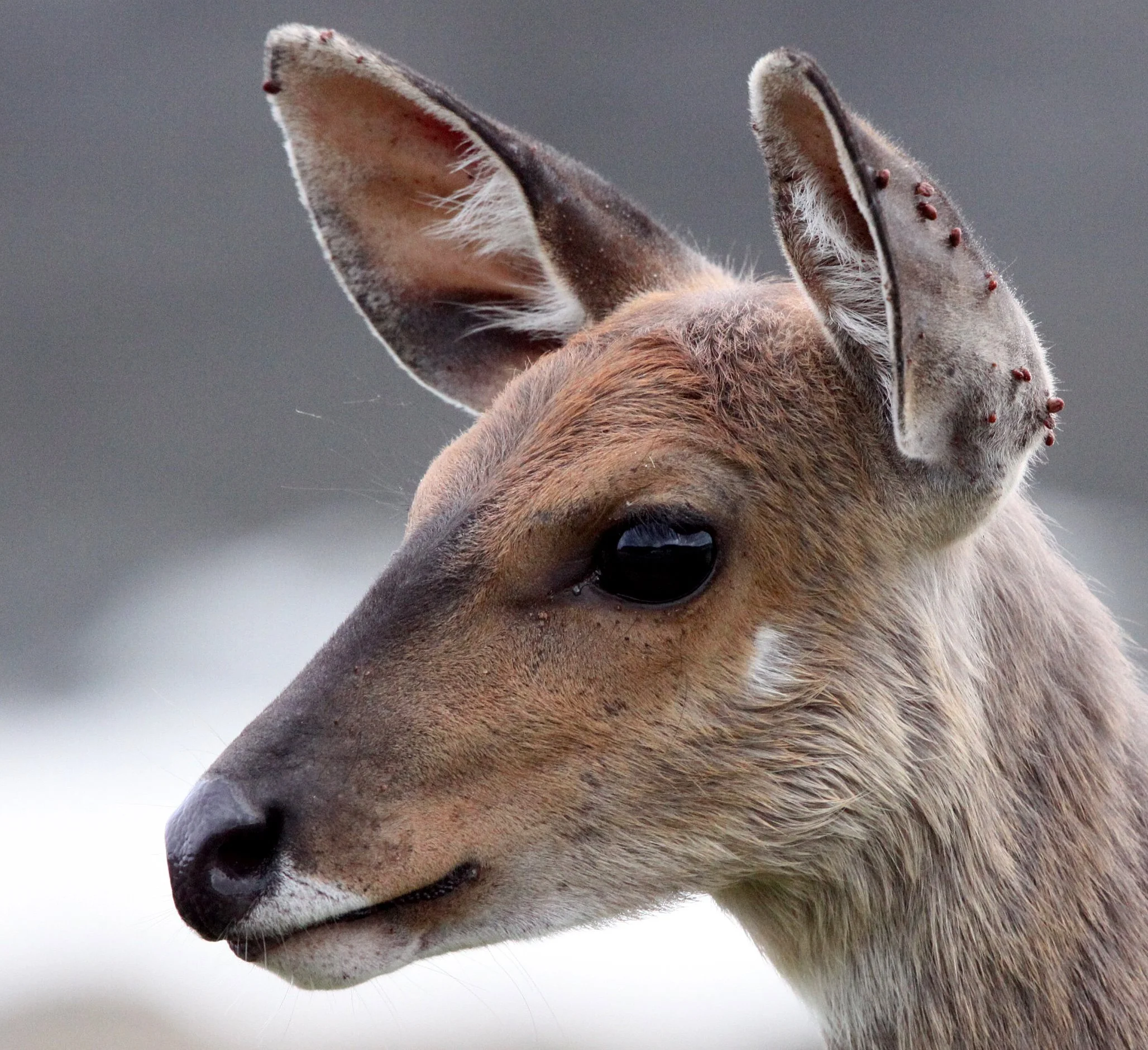 Genus Tragelaphus Bushbuck — Coke Smith Wildlife