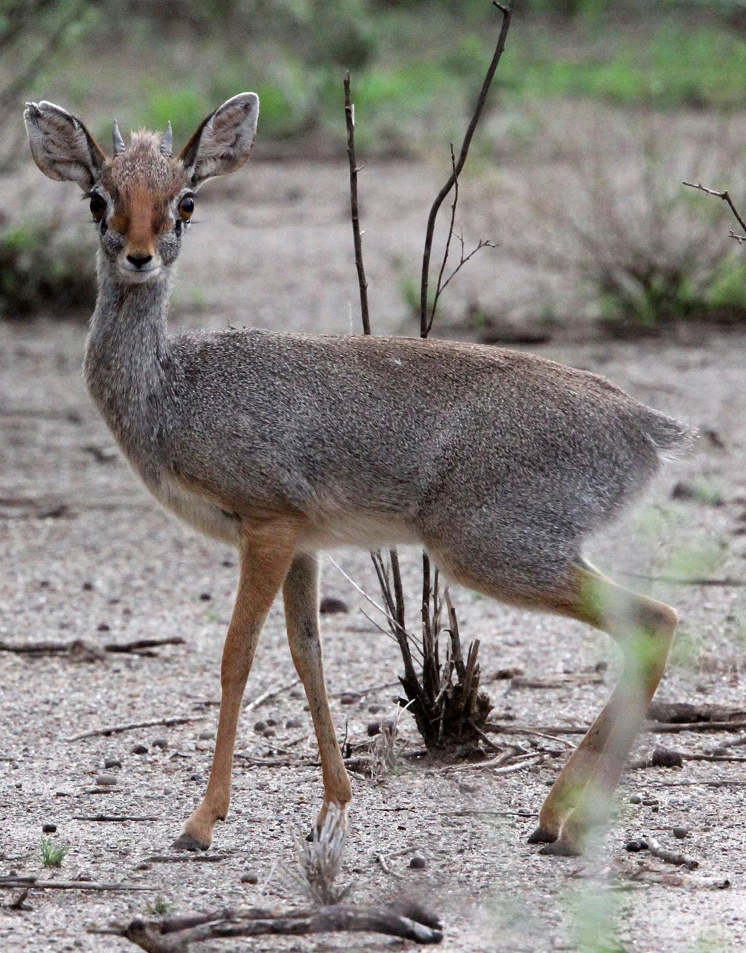 Genus Madoqua Dik Diks — Coke Smith Wildlife
