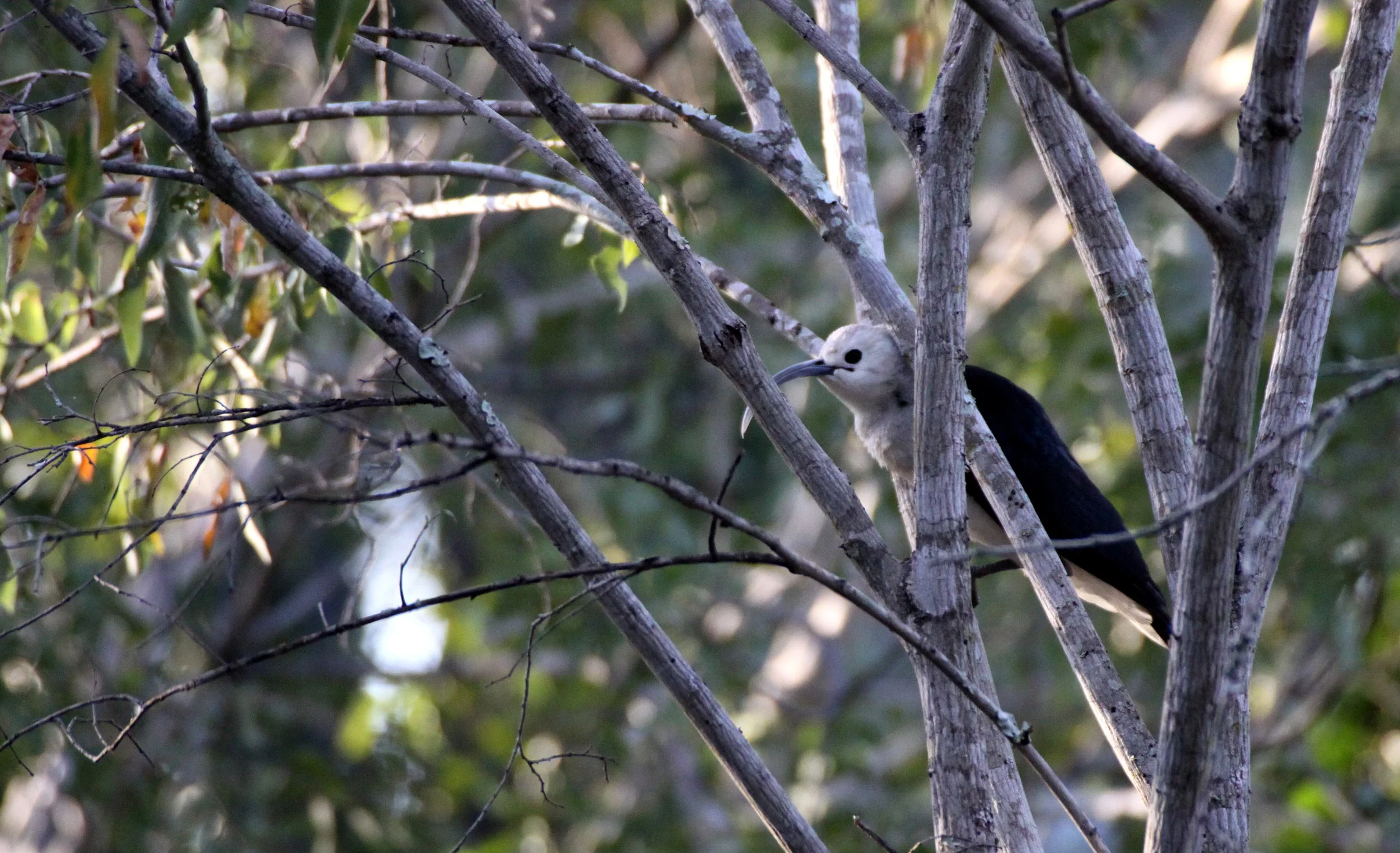 Family Vangidae Vanga from Madagascar — Coke Smith Wildlife