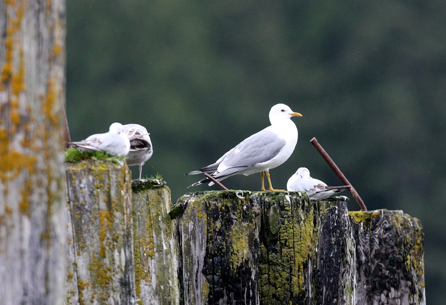 Mew Gull (Larus canus) British Columbia, North America — Coke Smith ...