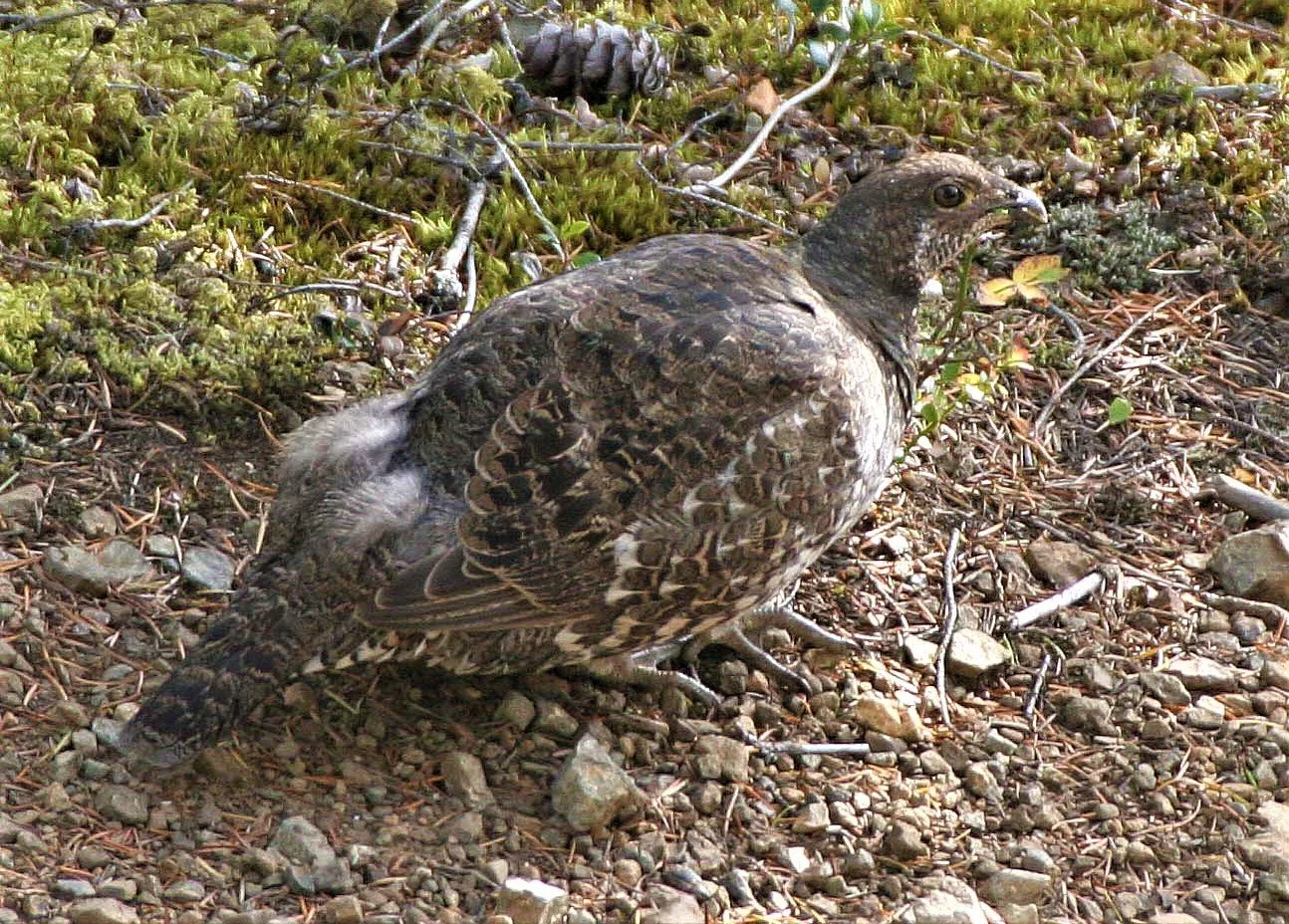 Sooty (Blue) Grouse (Dendragapus fuliginosus) — Coke Smith Wildlife
