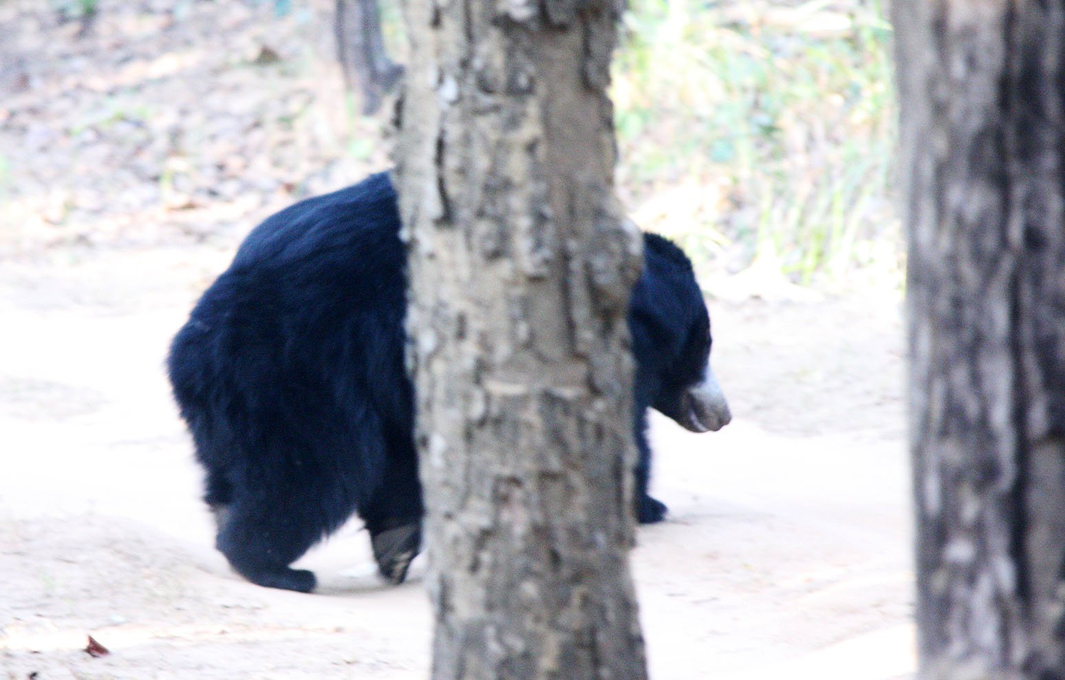 Melursus ursinus Sloth Bear — Coke Smith Wildlife