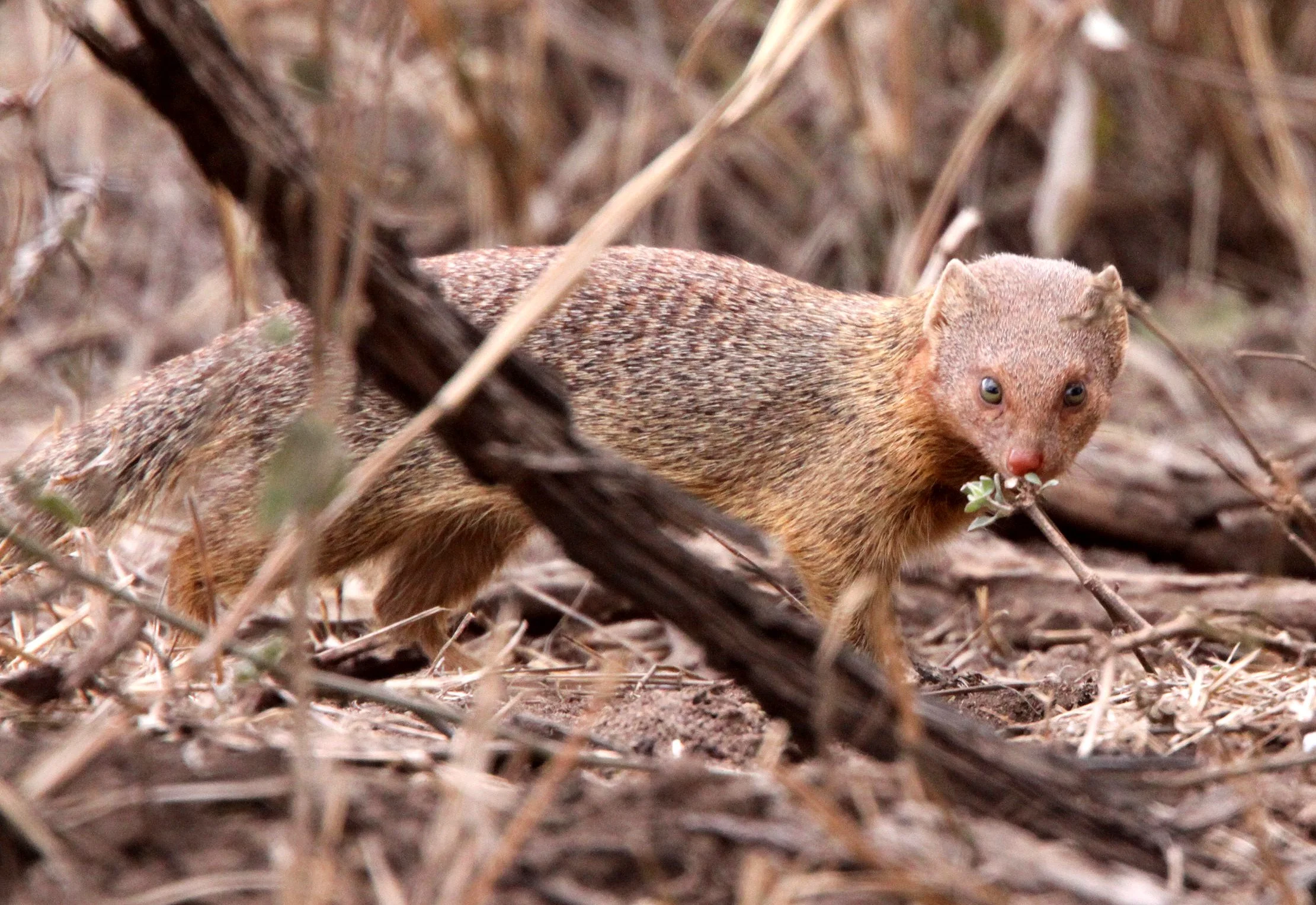 Herpestes sanguinea - Slender Mongoose — Coke Smith Wildlife
