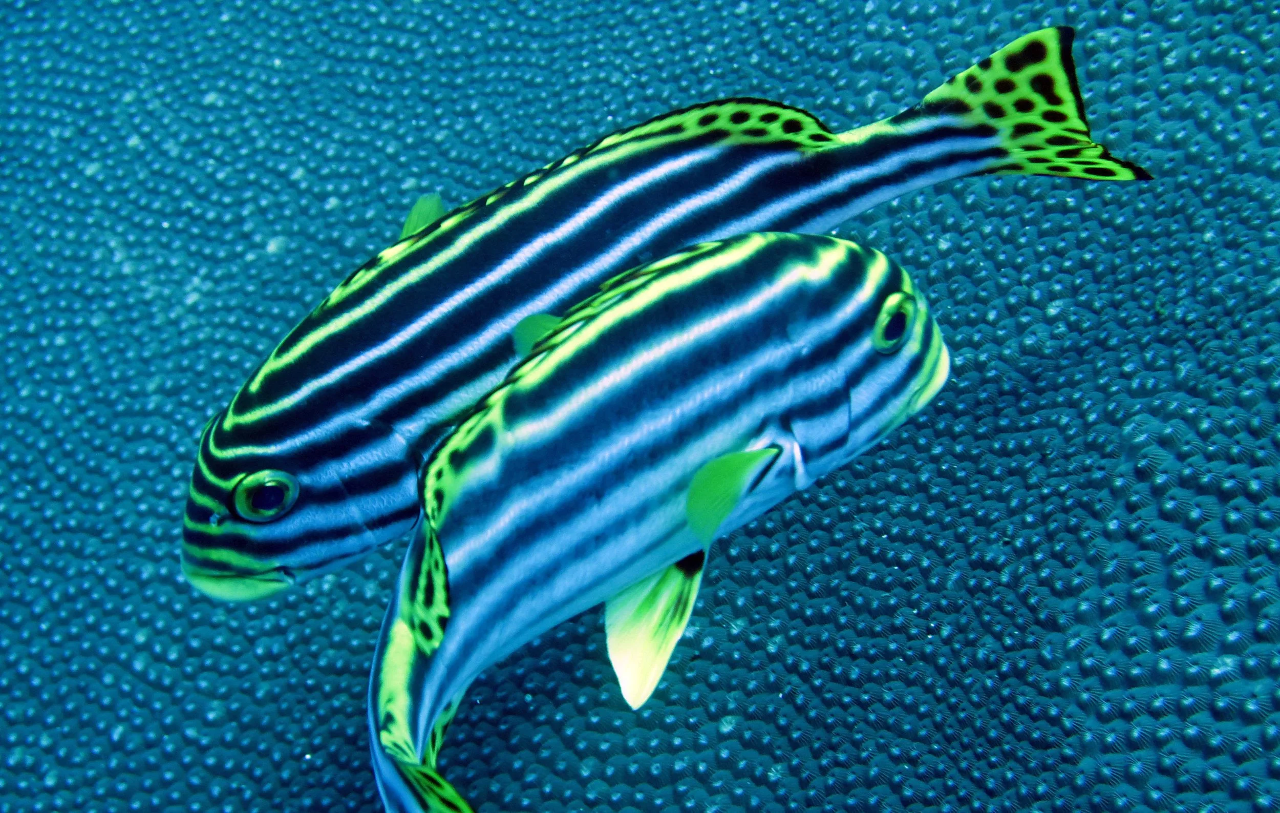 Family Haemulidae - Sweetlips — Coke Smith Wildlife