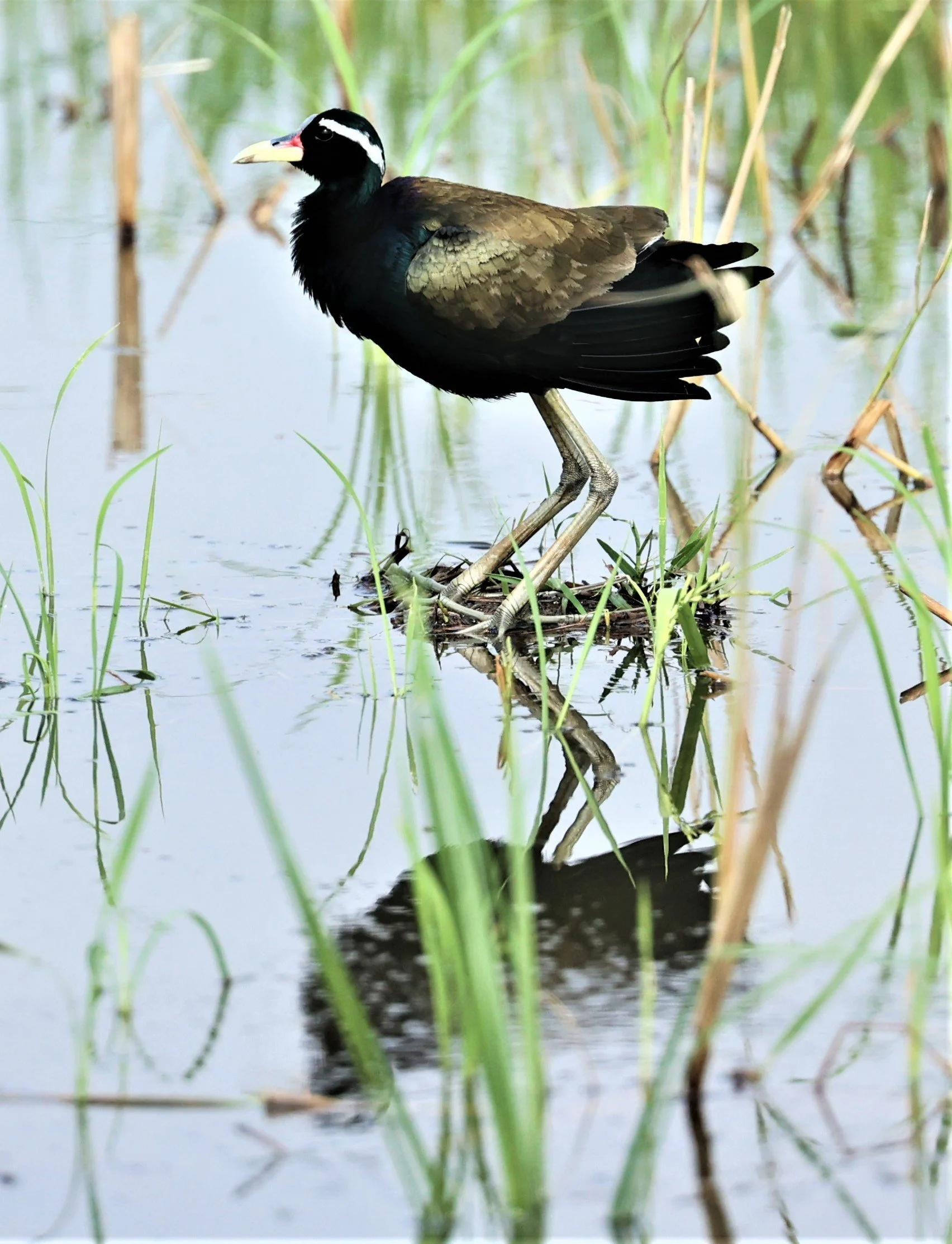 Bronze-winged Jacana (Metopidius indicus) Thailand — Coke Smith Wildlife