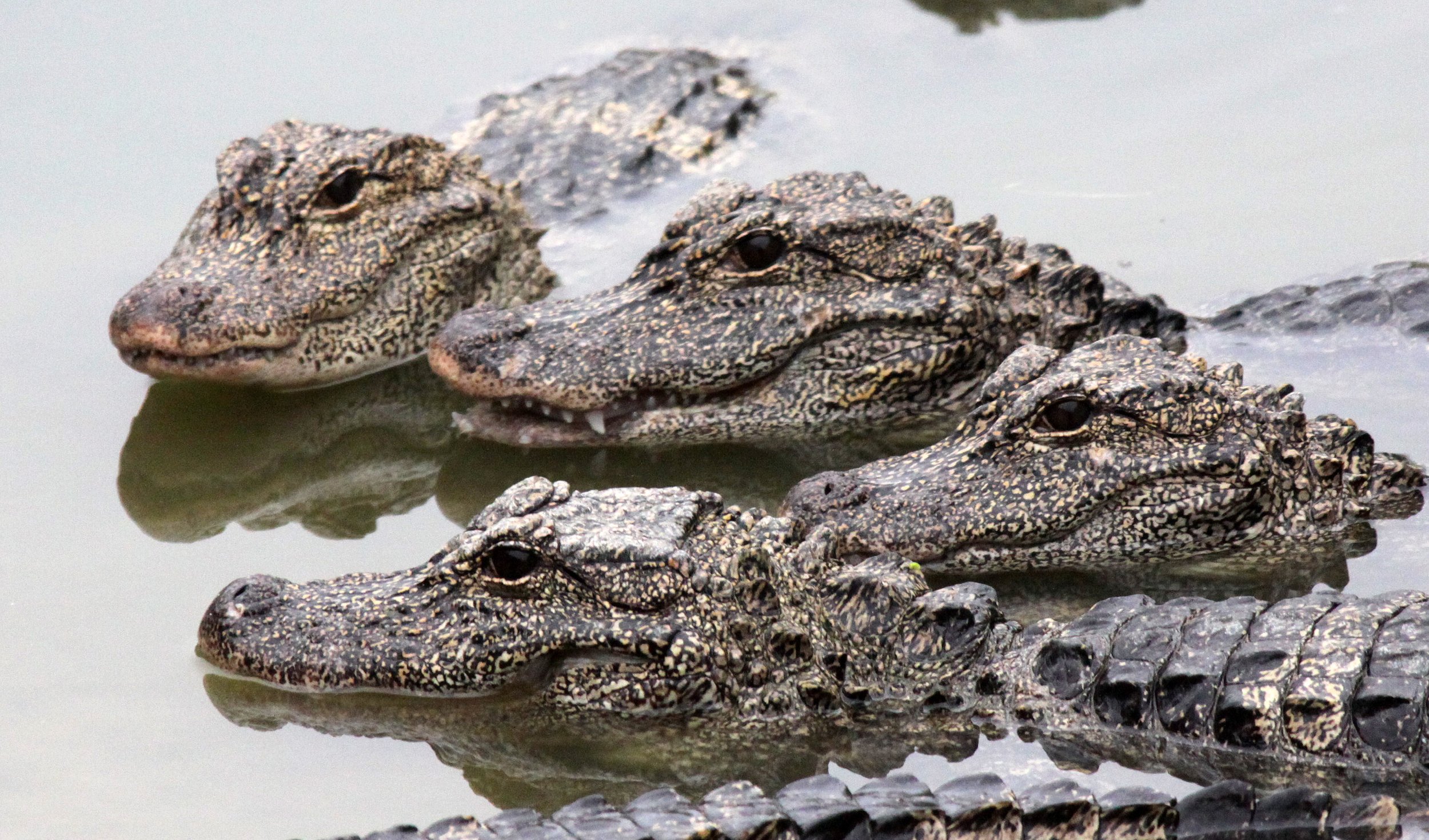 Order Crocodilia - Crocodiles, Caiman & Alligators — Coke Smith Wildlife