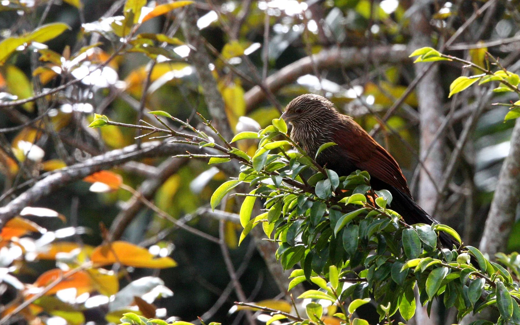 Genus Centropus Coucals — Coke Smith Wildlife