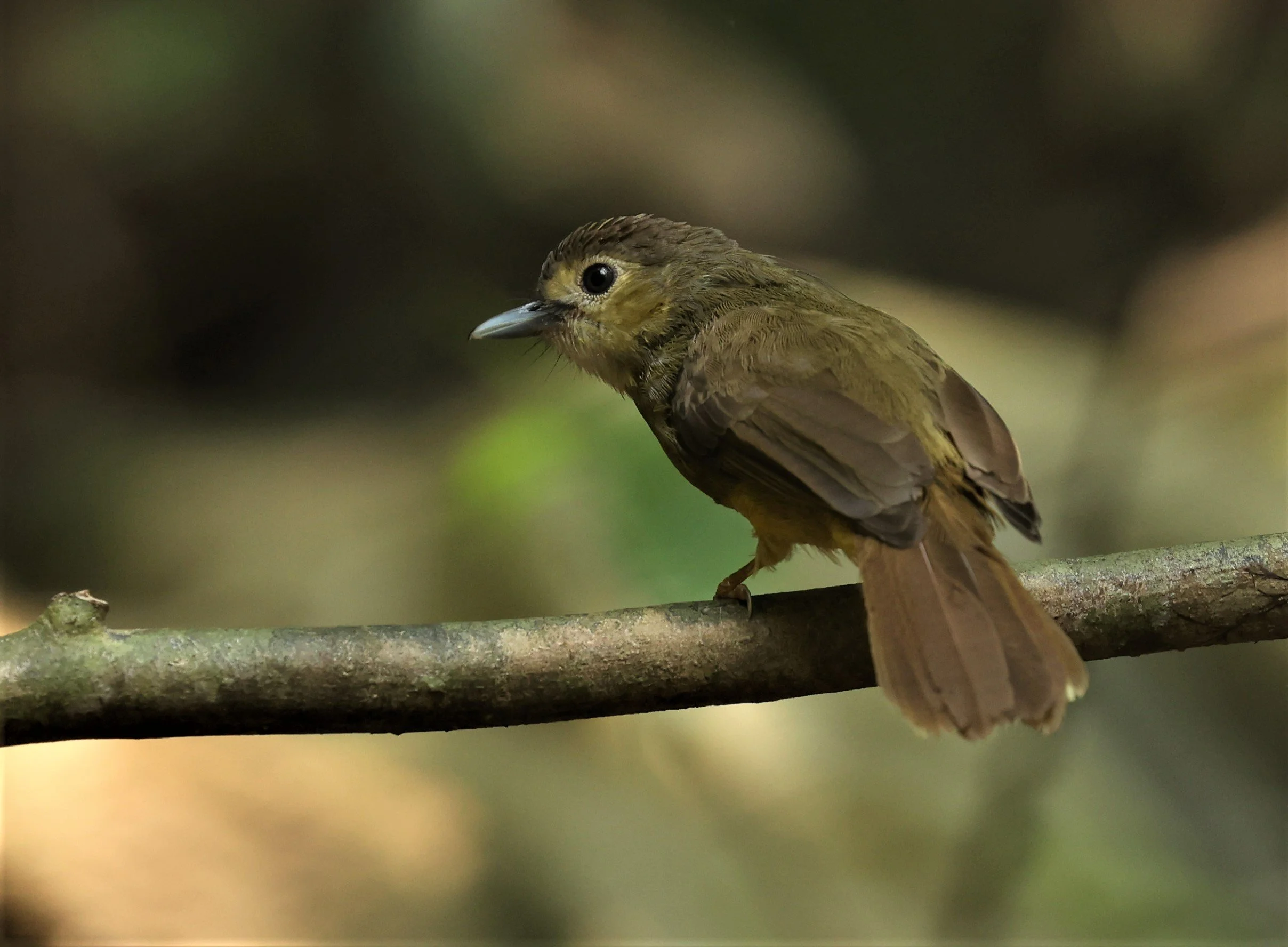 Hairy-backed Bulbul (Tricholestes criniger) — Coke Smith Wildlife