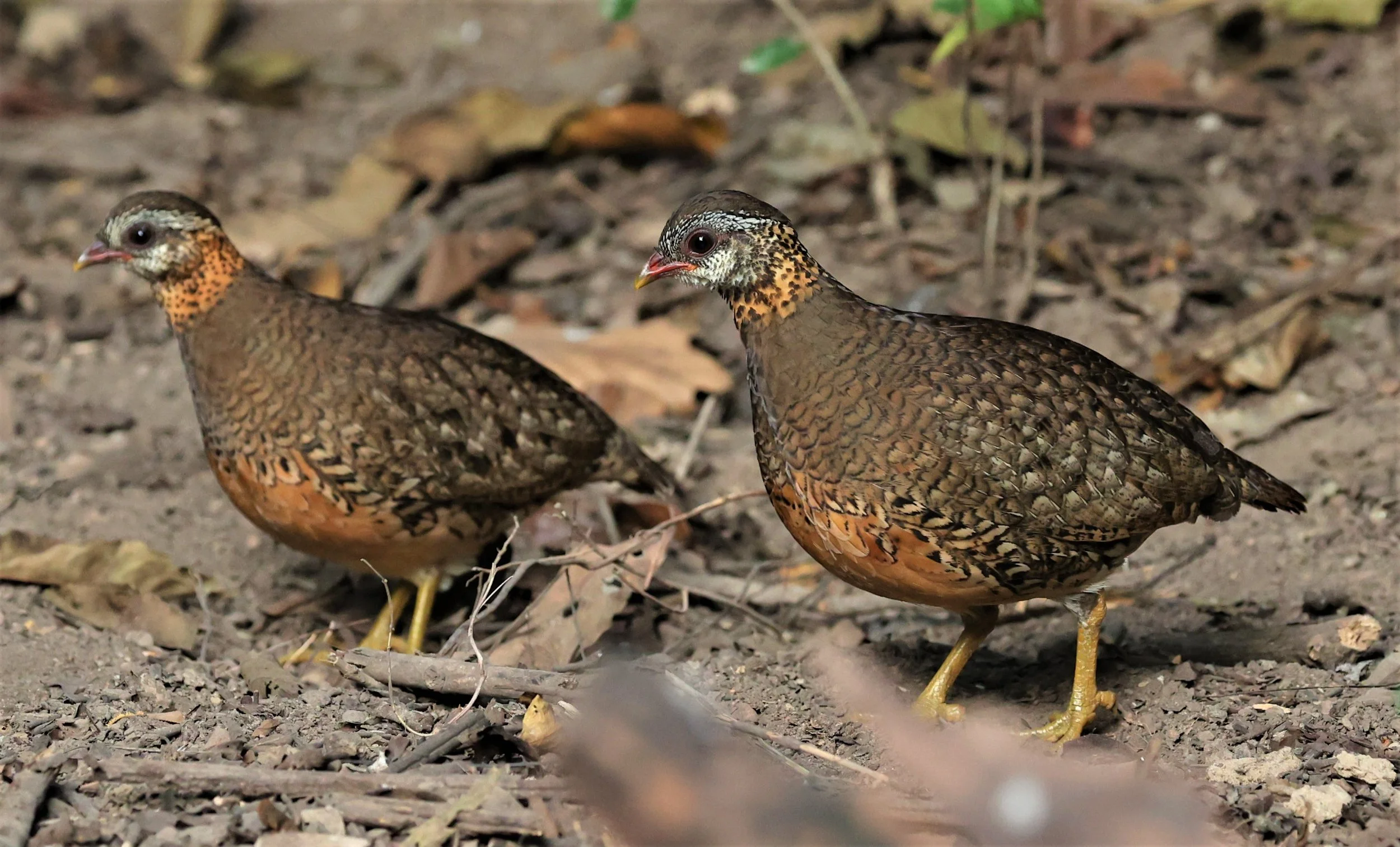 Green-legged Partridge (Tropicoperdix chloropus — Coke Smith Wildlife