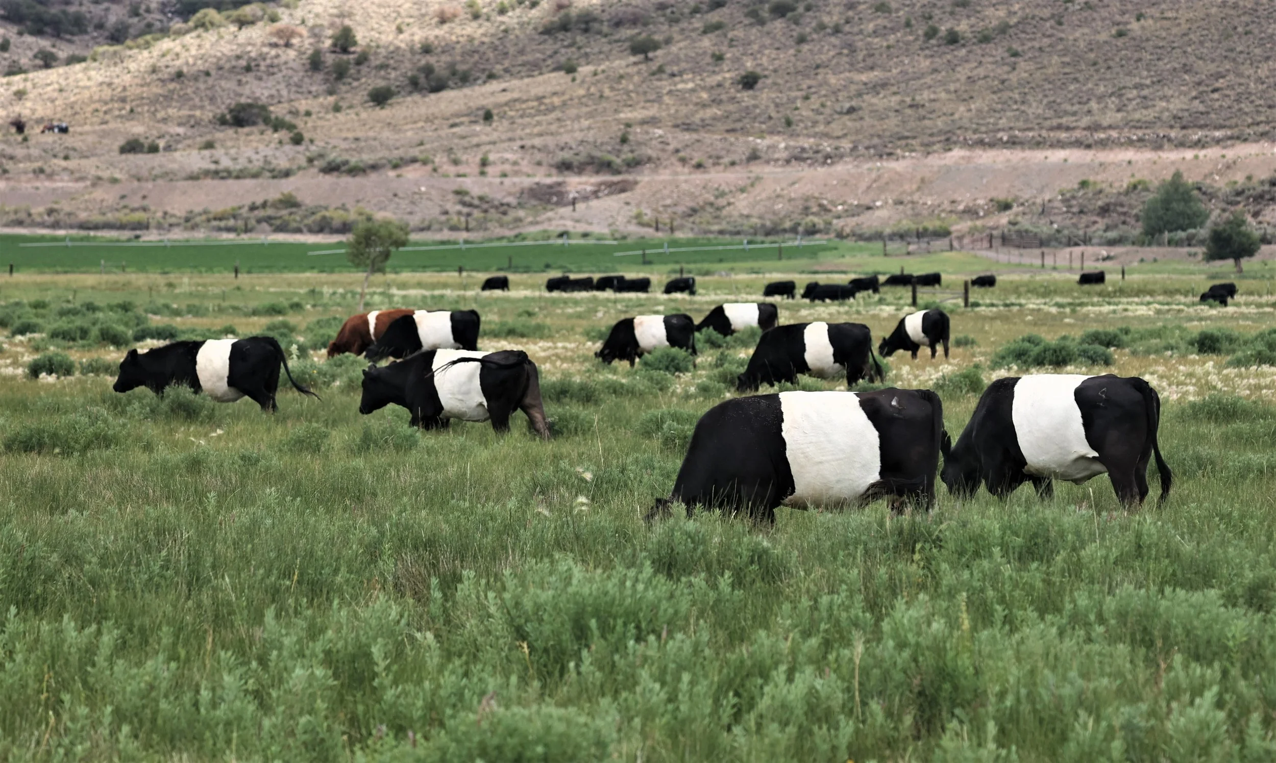 Bos taurus Domestic Cattle — Coke Smith Wildlife