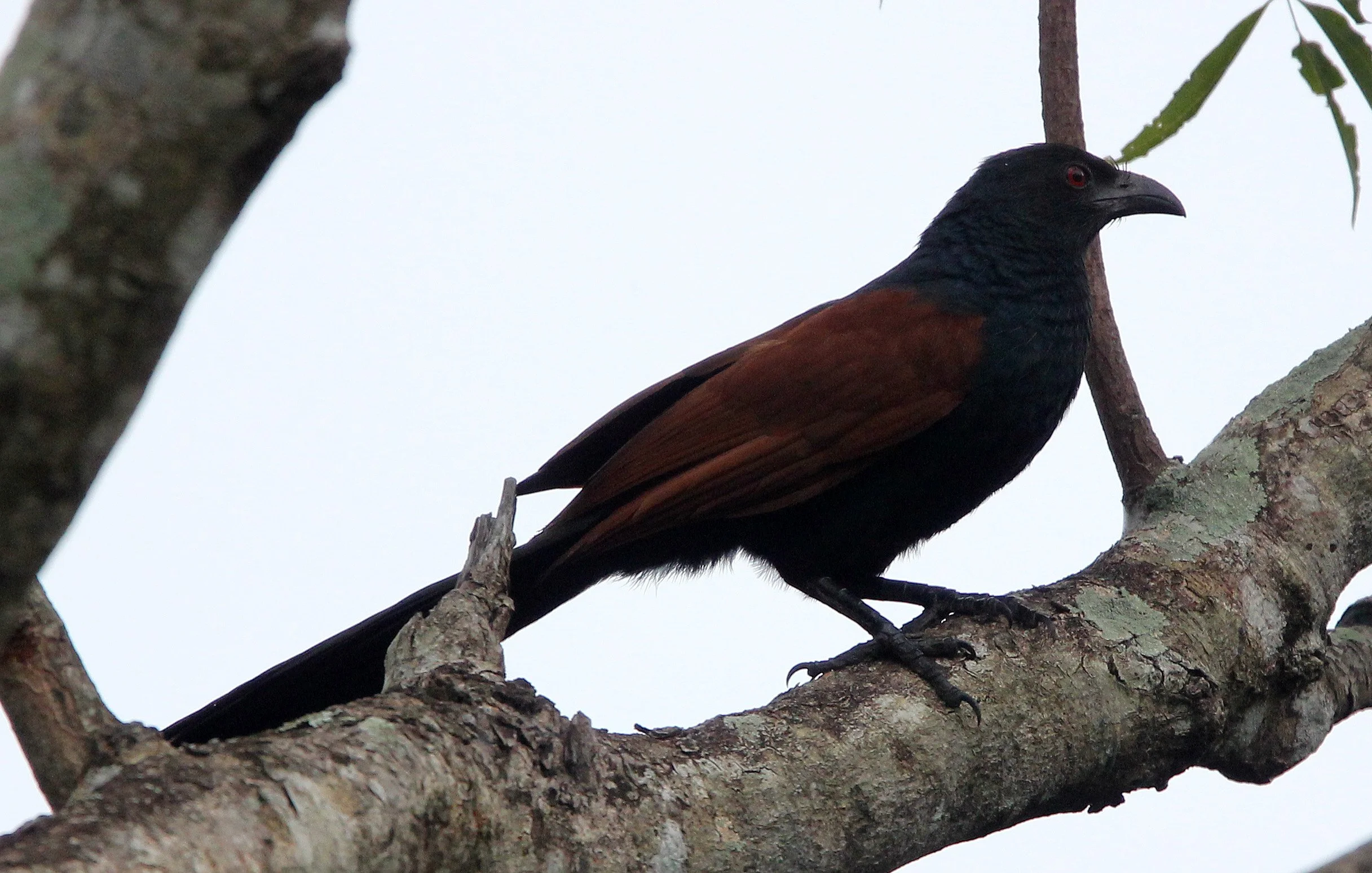 Genus Centropus Coucals — Coke Smith Wildlife