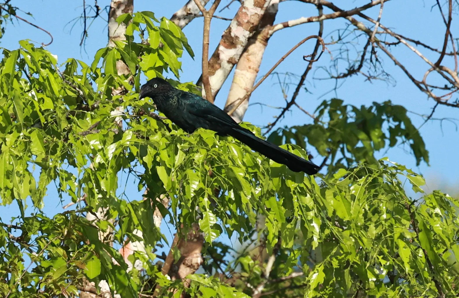 Birds of Manaus & Rio Ariau & Rio Negro, Brazil — Coke Smith Wildlife