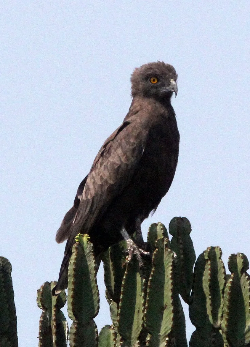 Genus Circaetus, Snake Eagles — Coke Smith Wildlife