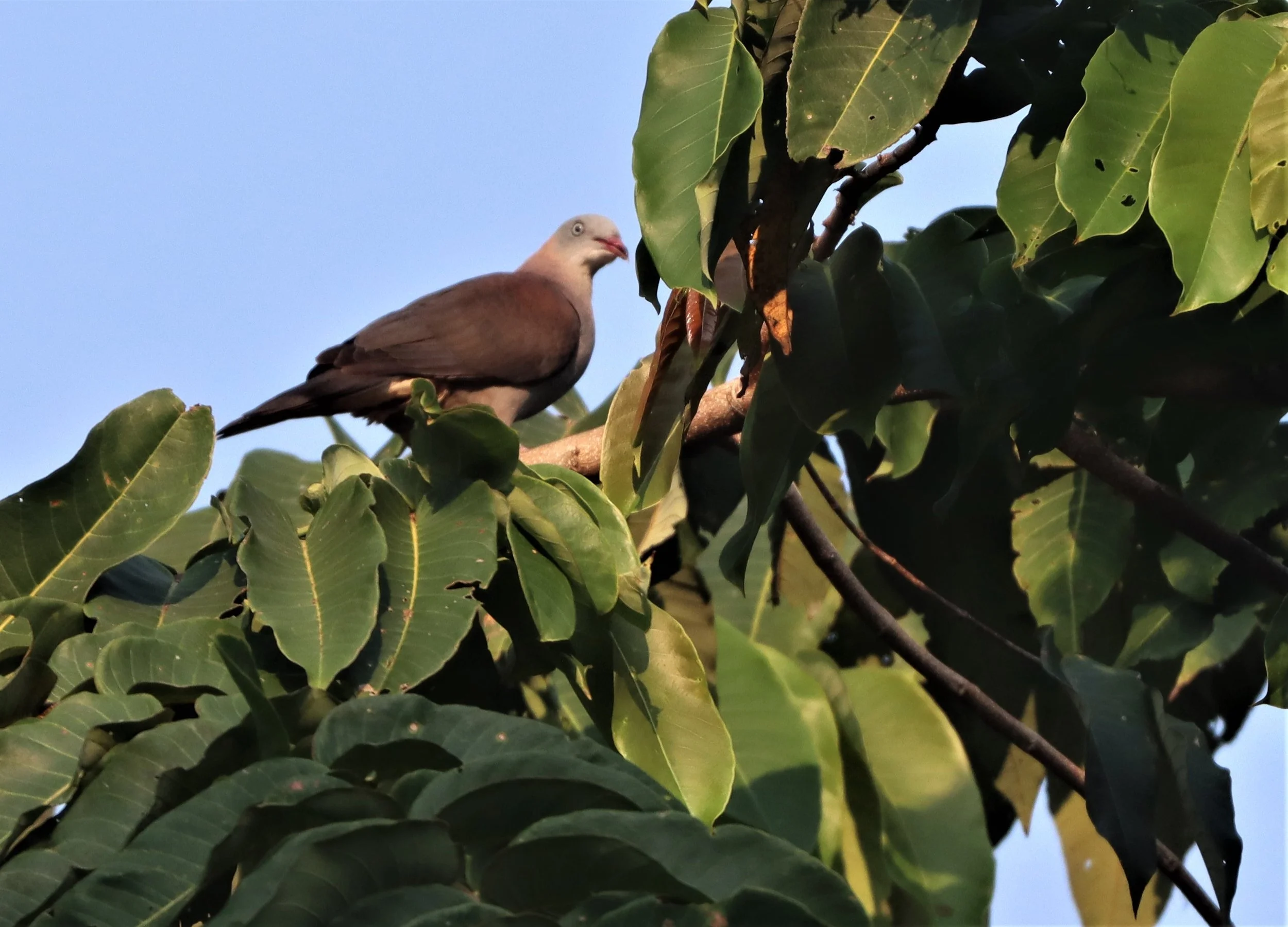 Genus Ducula Imperial Pigeons — Coke Smith Wildlife