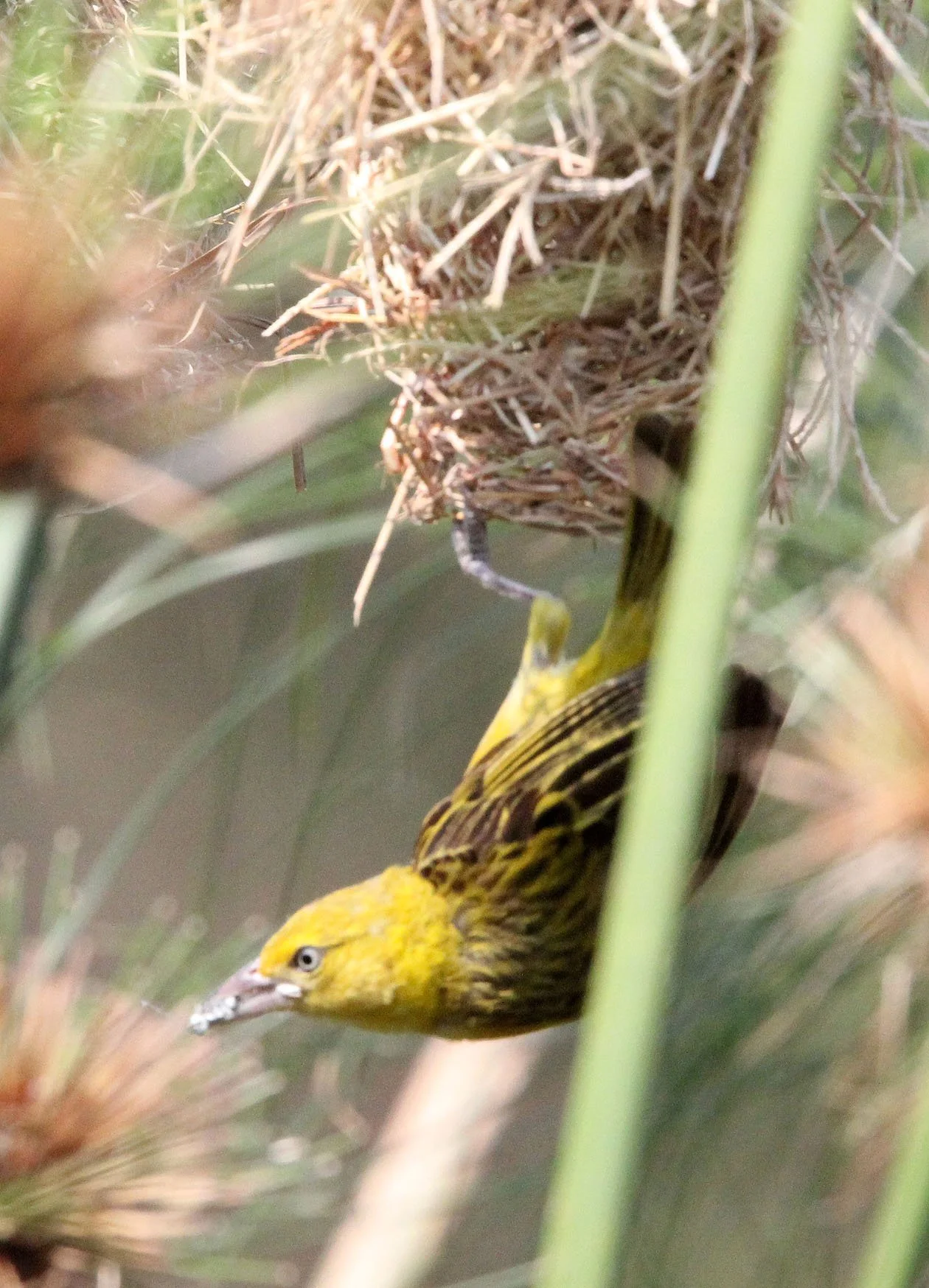 Holub's Golden-Weaver (Ploceus xanthops) Queen Elizabeth NP, Uganda ...