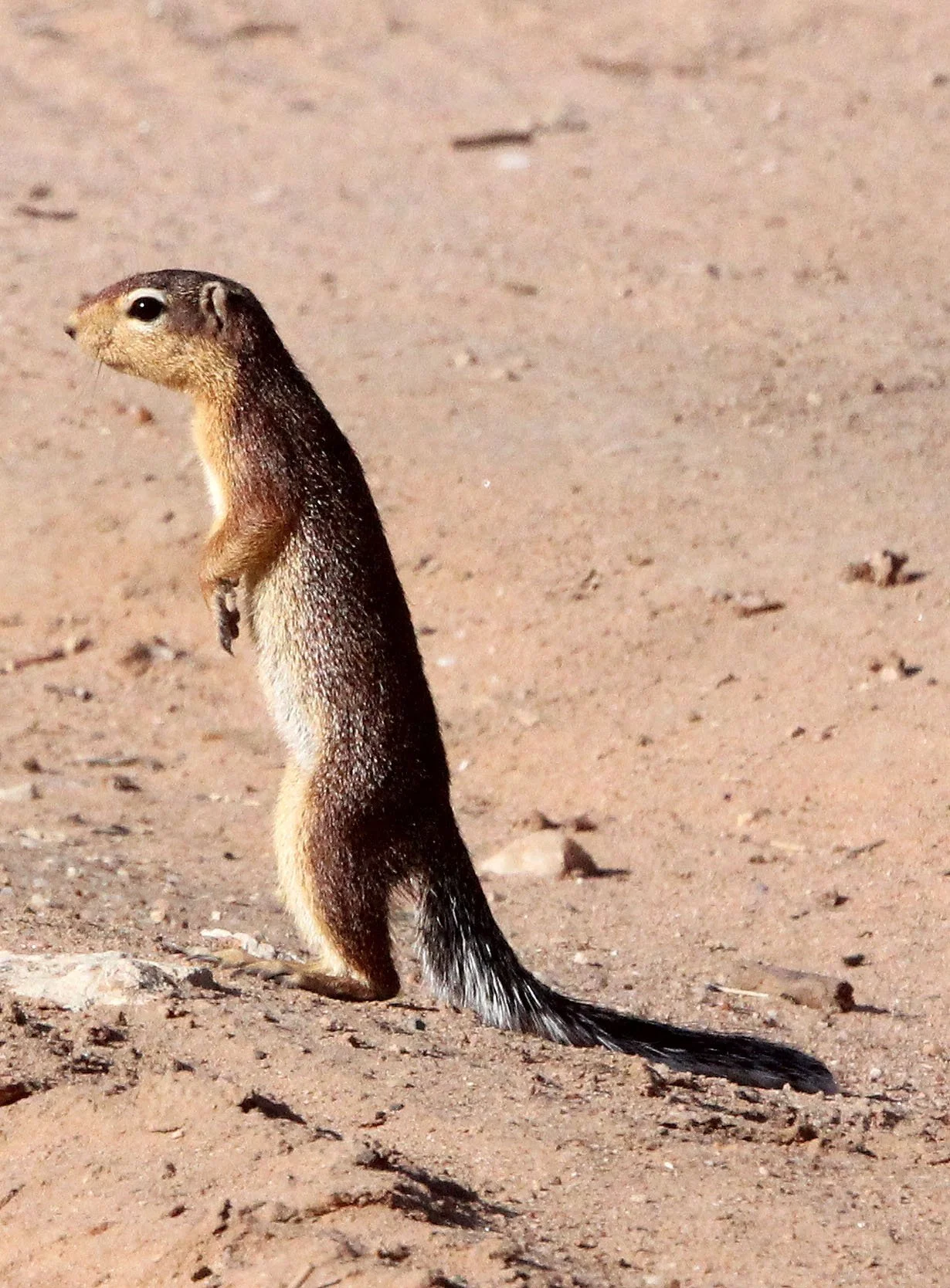 Genus Xerus, Euxerus, Geosciurus - African Ground Squirrels — Coke ...