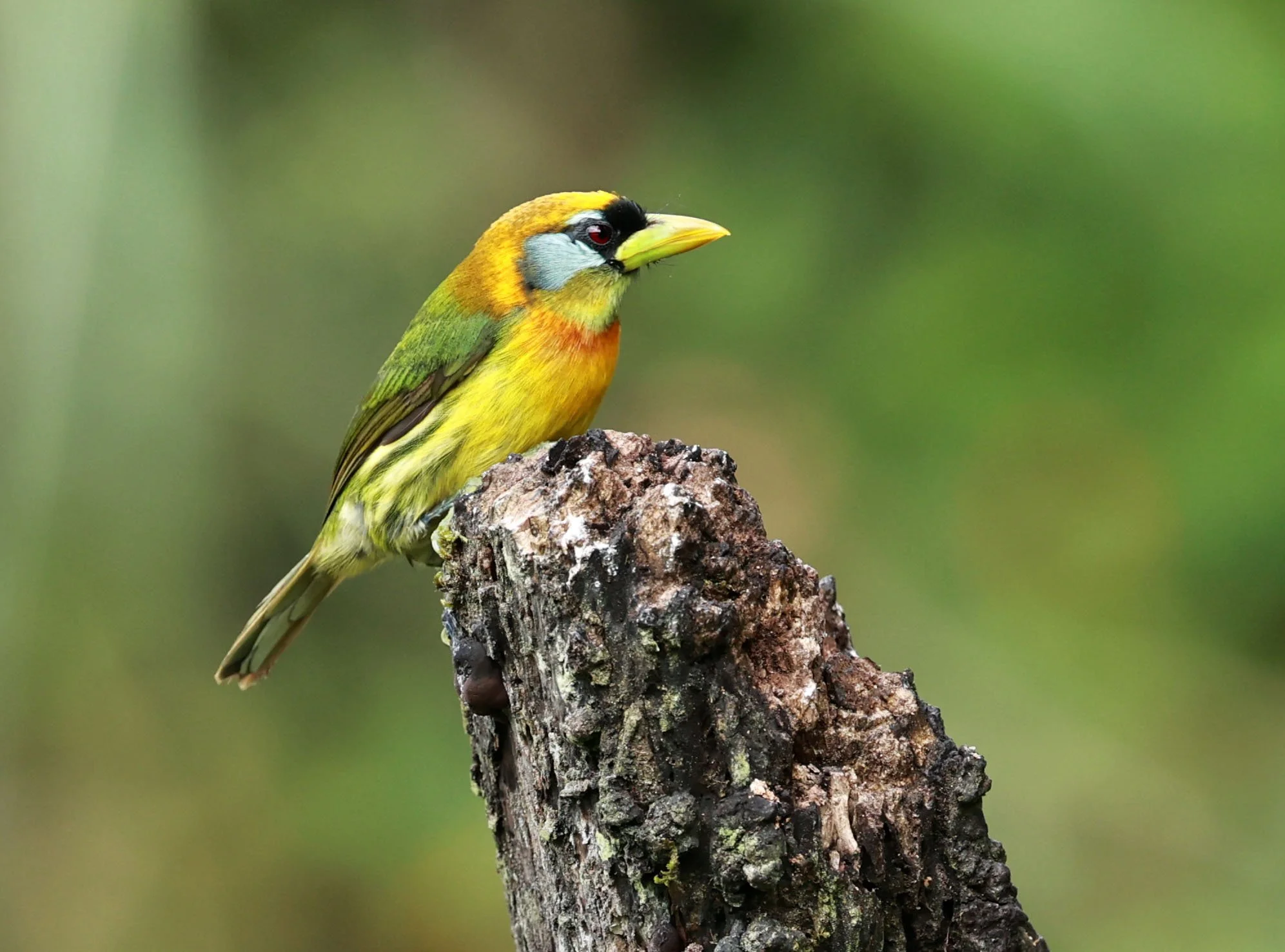 Birds of Mindo, Ecuador — Coke Smith Wildlife