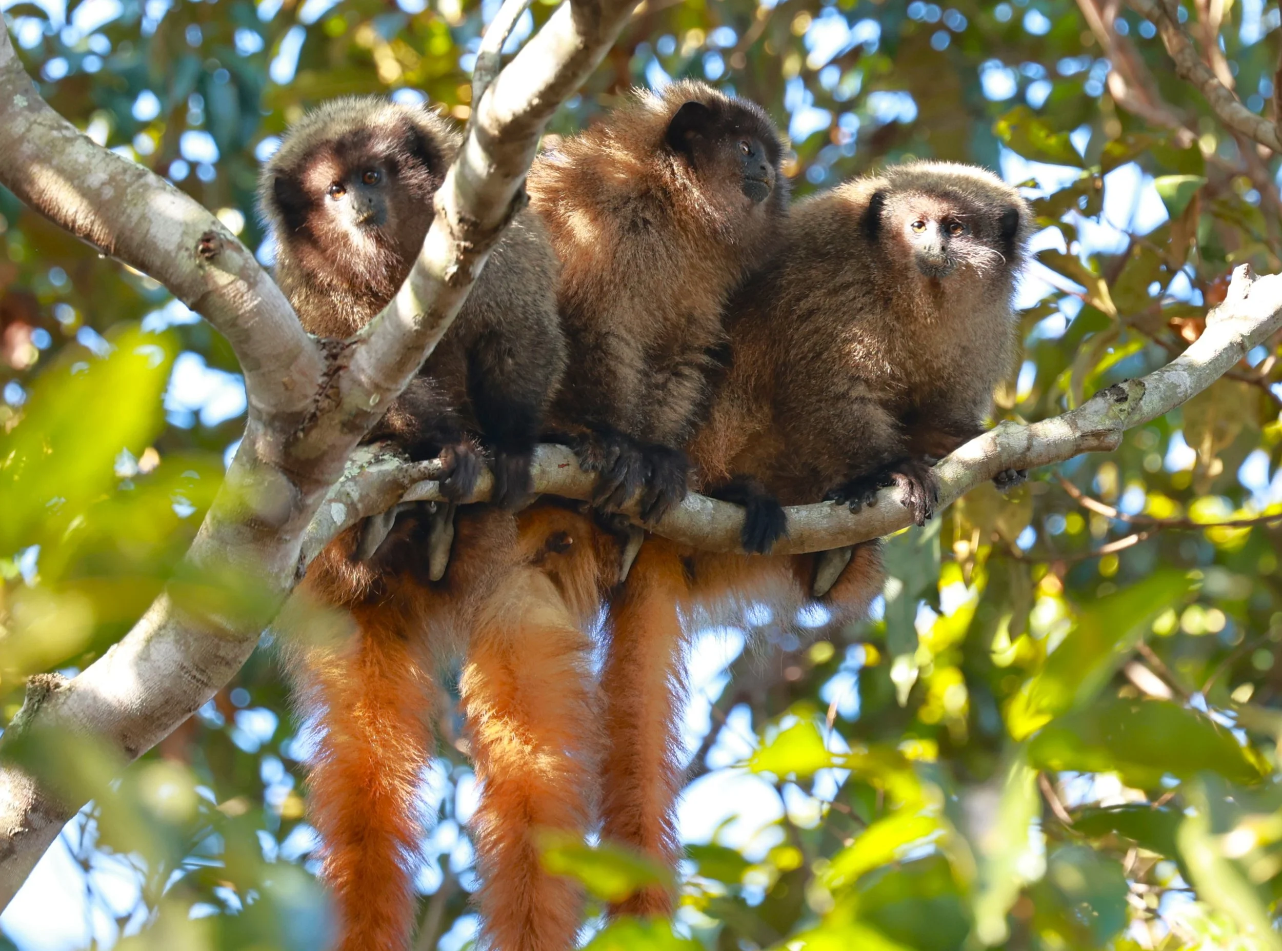 Black-fronted Titi Monkey (Callicebus nigrifrons) — Coke Smith Wildlife