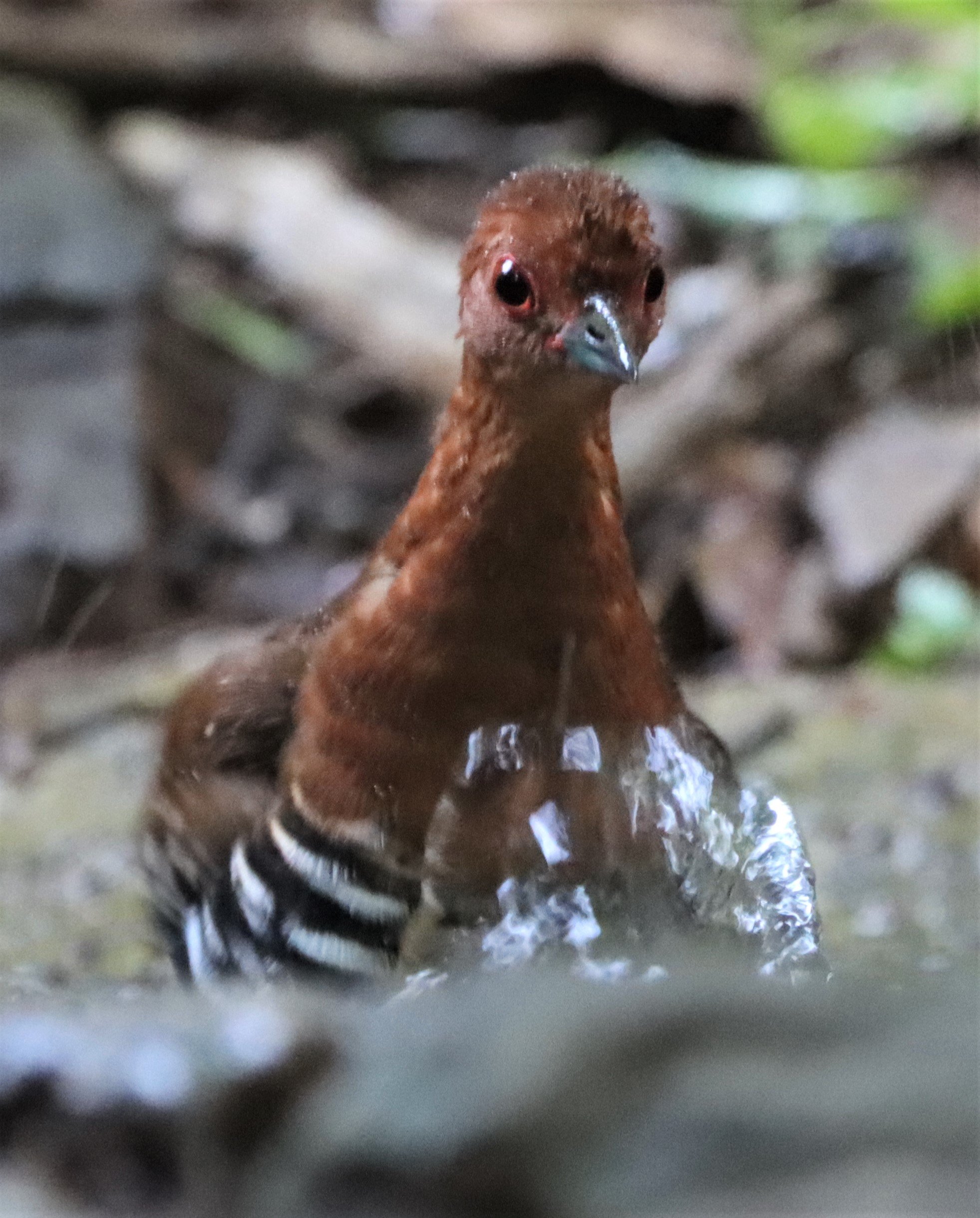Red-legged Crake (Rallina fasciata) Neung Hide nr Kaeng Krachan NP ...