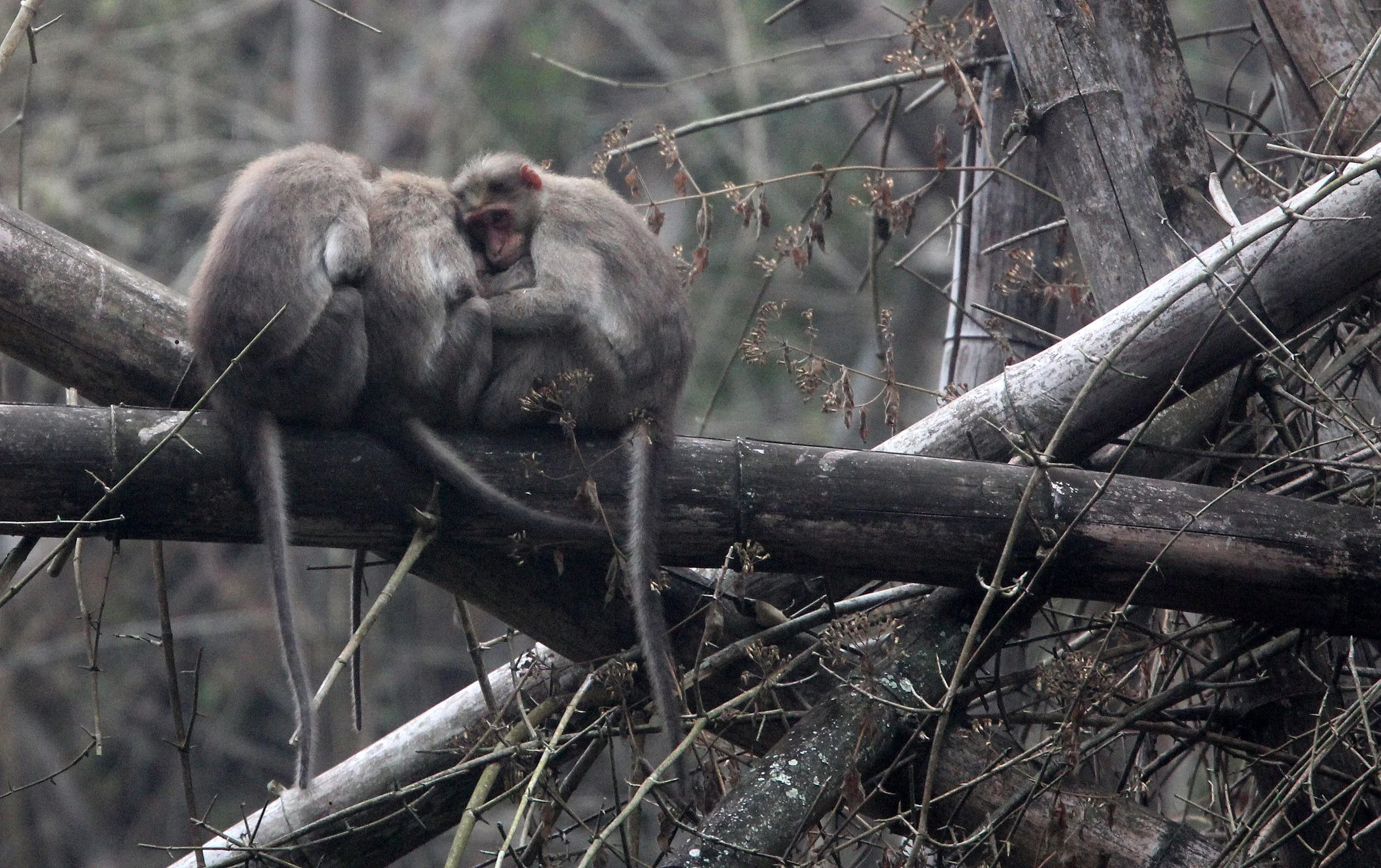 Macaca radiata Bonnet Macaque — Coke Smith Wildlife